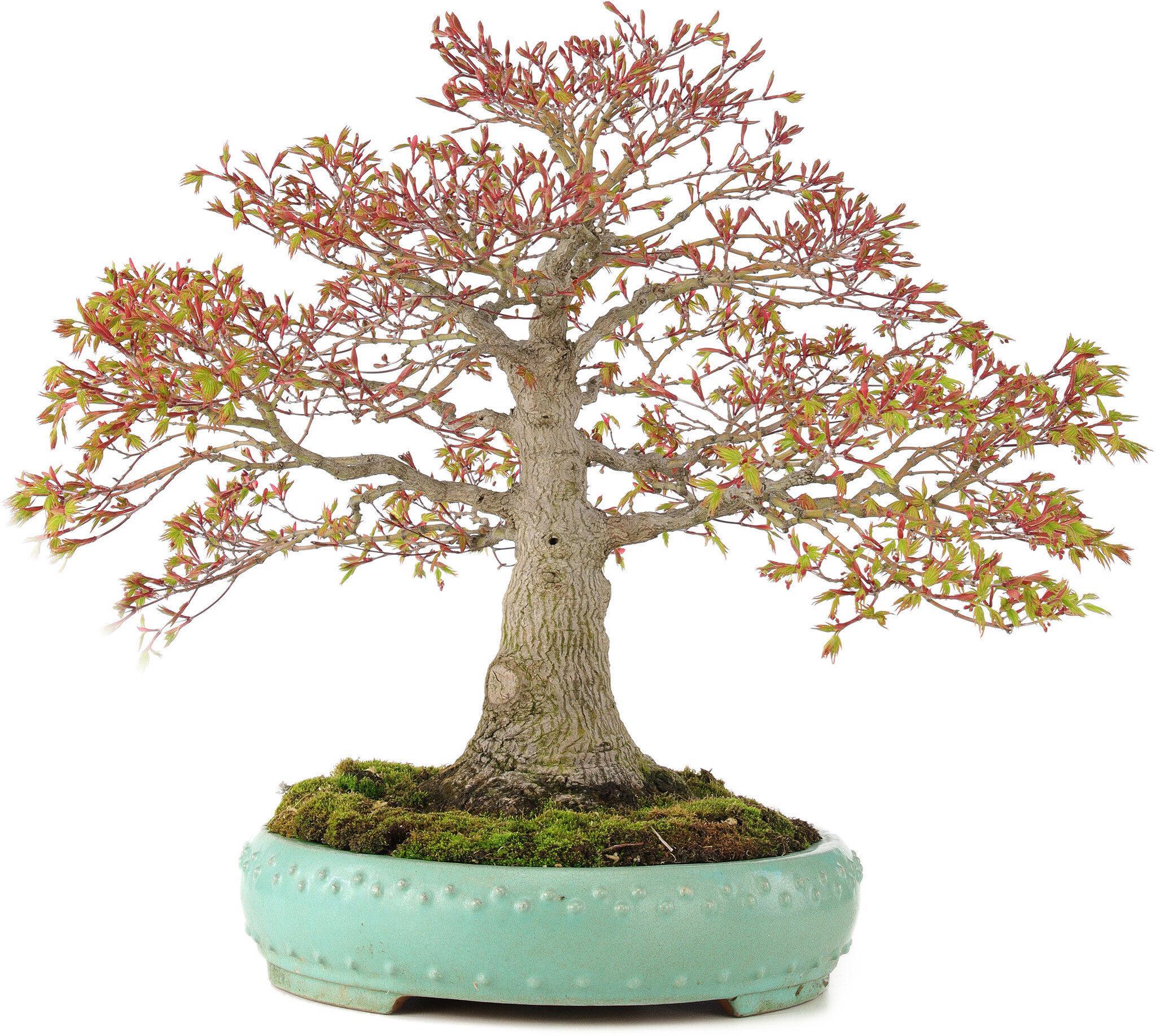 Acer palmatum, 42 cm, ± 35 years old, with a nebari of 13 cm - Bonsai Plaza
