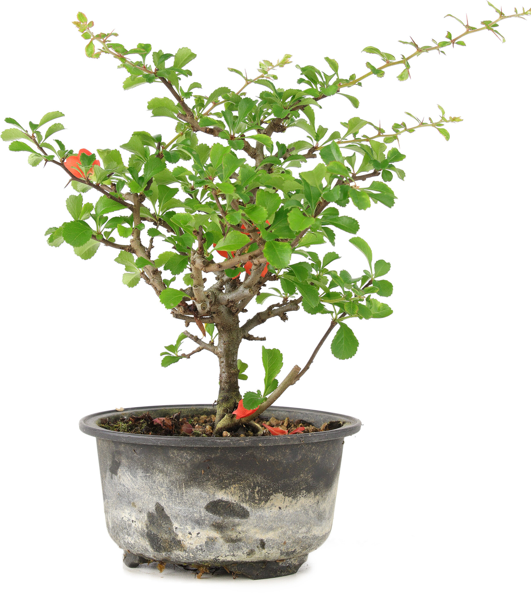 Chaenomeles speciosa, 18 cm, ± 9 jaar oud, met rode bloemen en gele ...