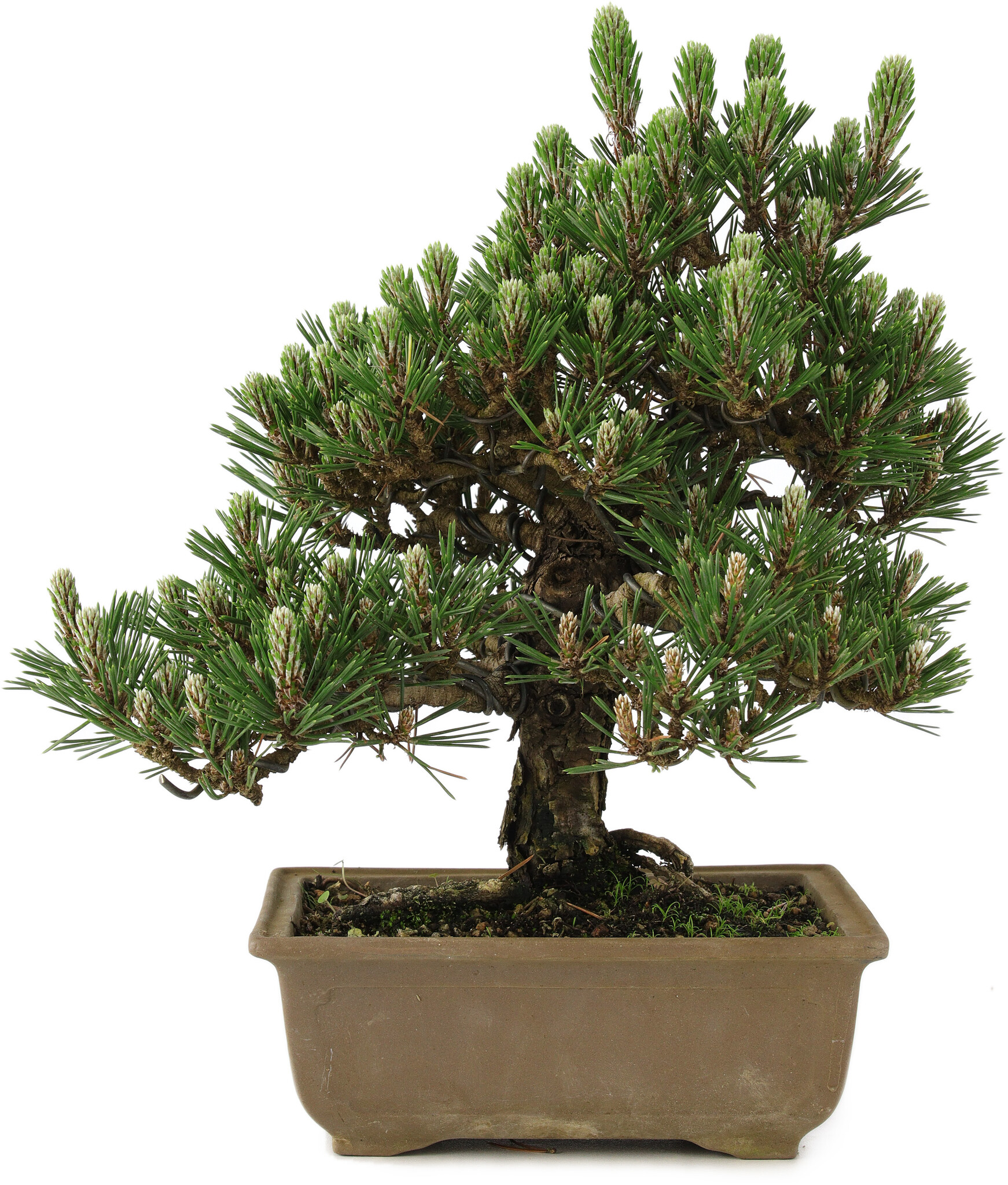 Pinus thunbergii, 25 cm, ± 25 years old - Bonsai Plaza