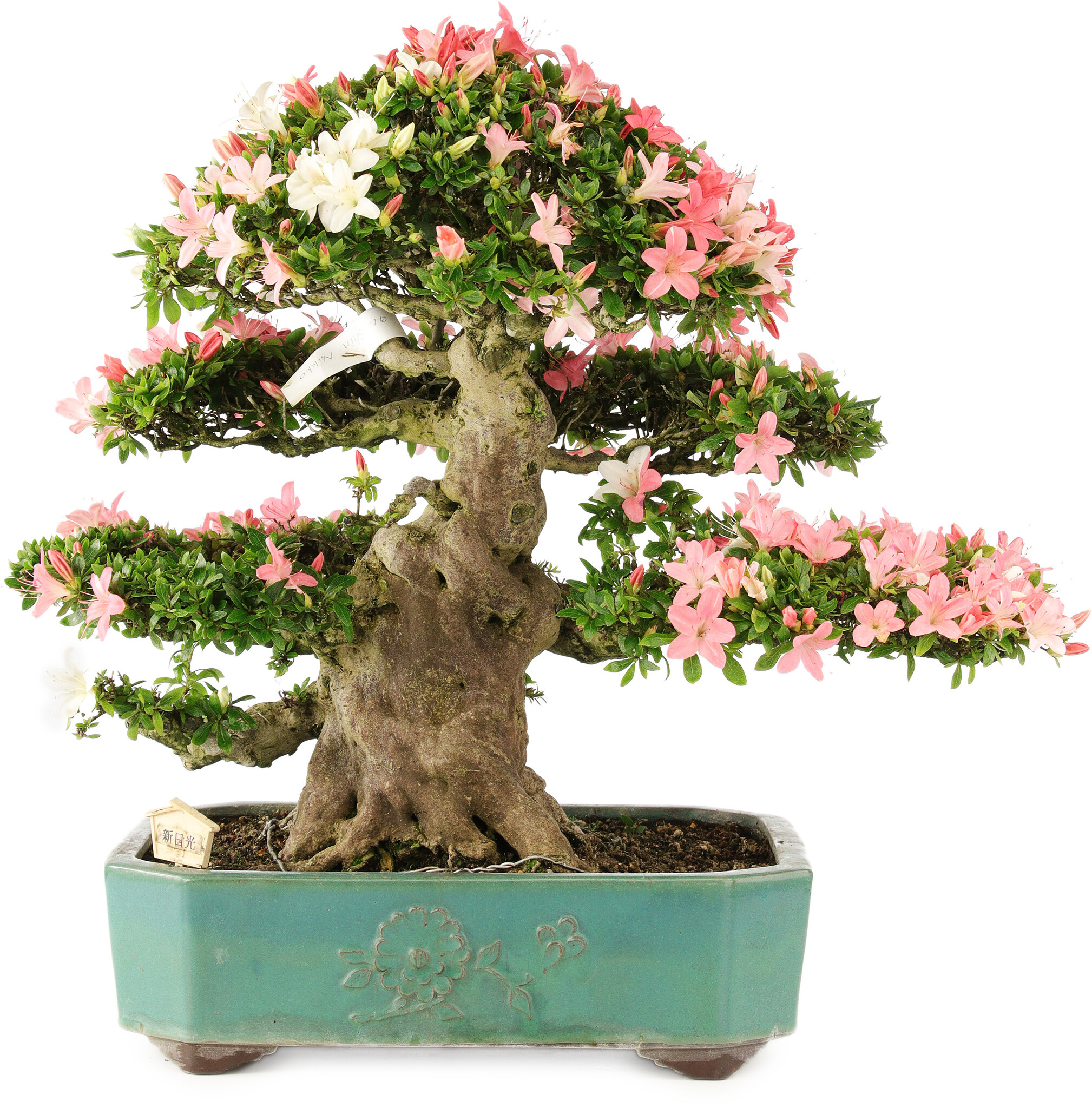 Rhododendron indicum, 52 cm, ± 25 years old - Bonsai Plaza