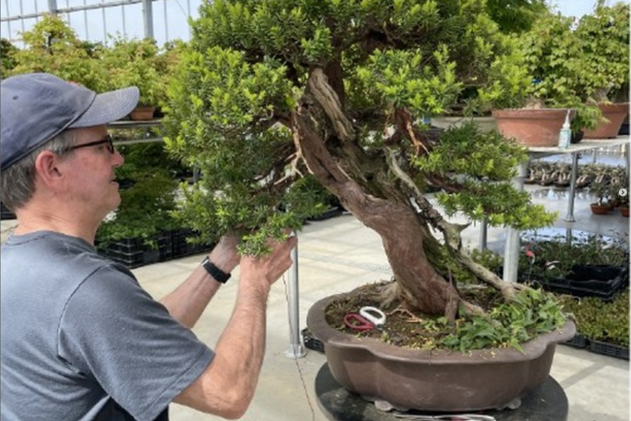 Ontmoet het team! - Bonsai Plaza