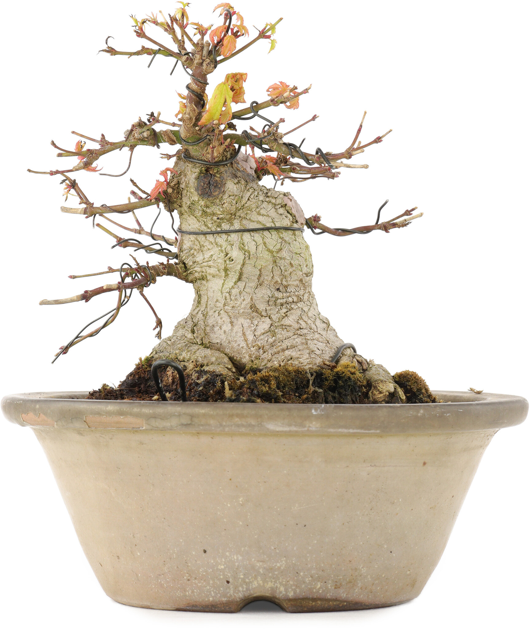 Acer palmatum, 16 cm, ± 25 ans, avec un nebari de 12,2 cm dans un pot ...