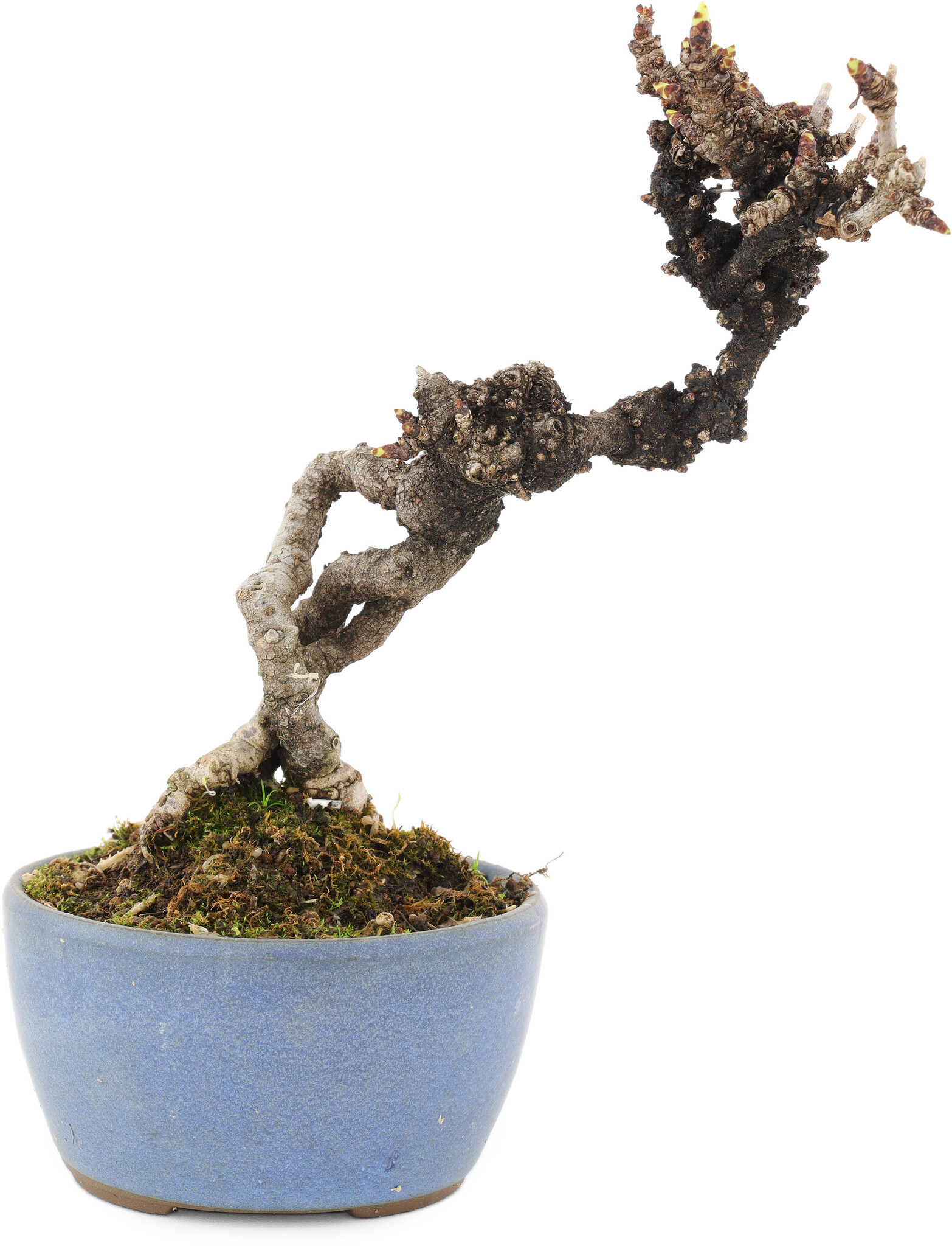 Akebia quinata, 16 cm, ± 8 anni - Bonsai Plaza