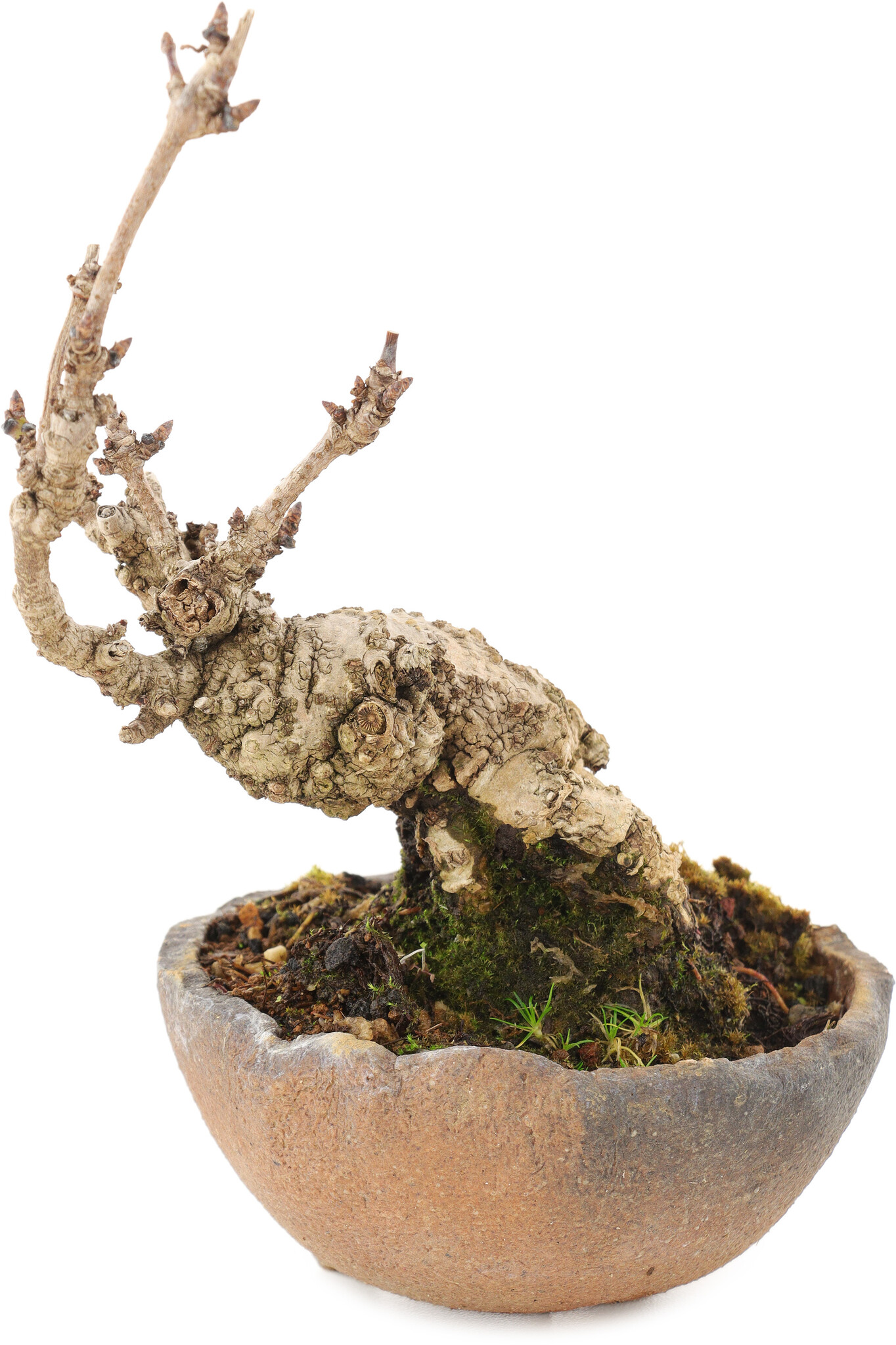 Akebia quinata, 14,5 cm, ± 10 ans, en pot avec un pied manquant ...