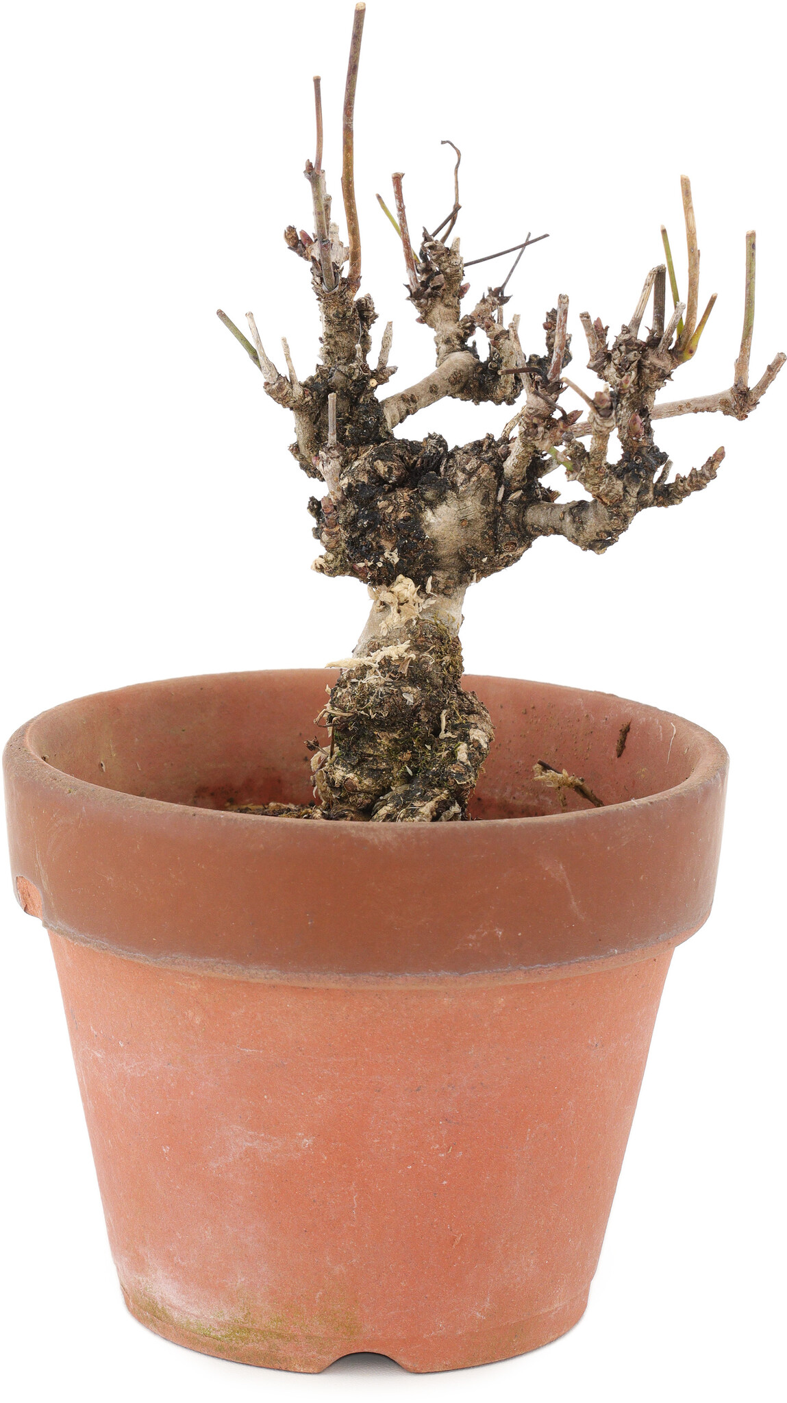 Akebia quinata, 14,5 cm, ± 10 Jahre alt - Bonsai Plaza