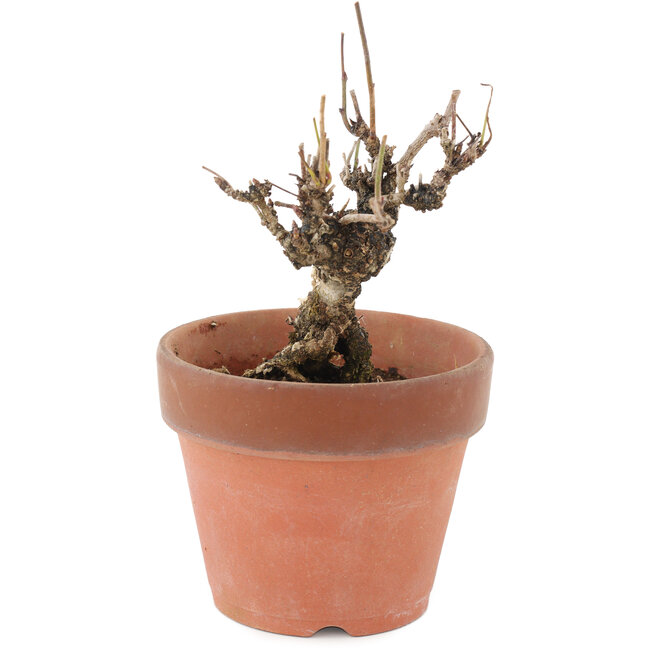 Akebia quinata, 14,5 cm, ± 10 Jahre alt - Bonsai Plaza