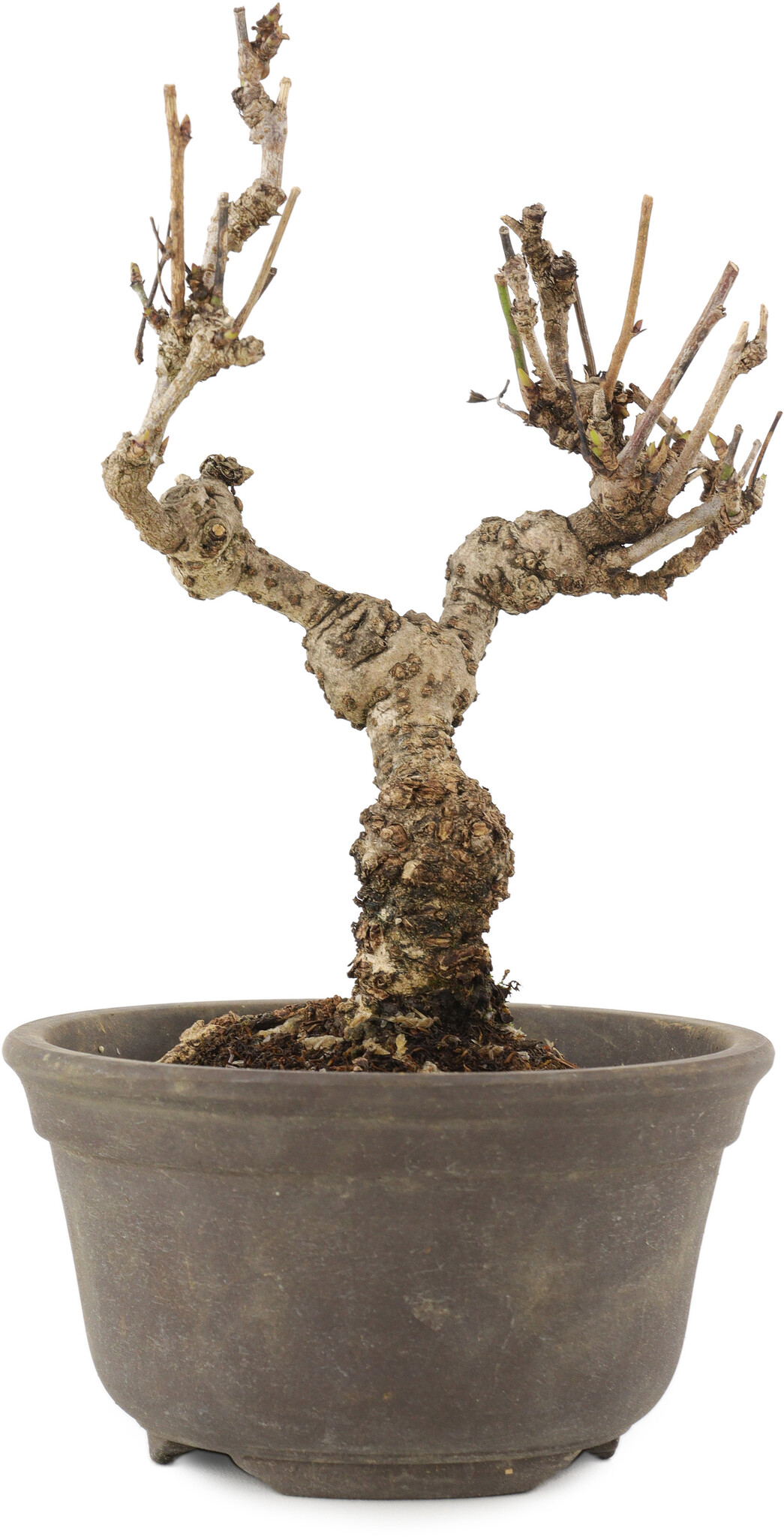 Akebia quinata, 15,5 cm, ± 10 anni - Bonsai Plaza