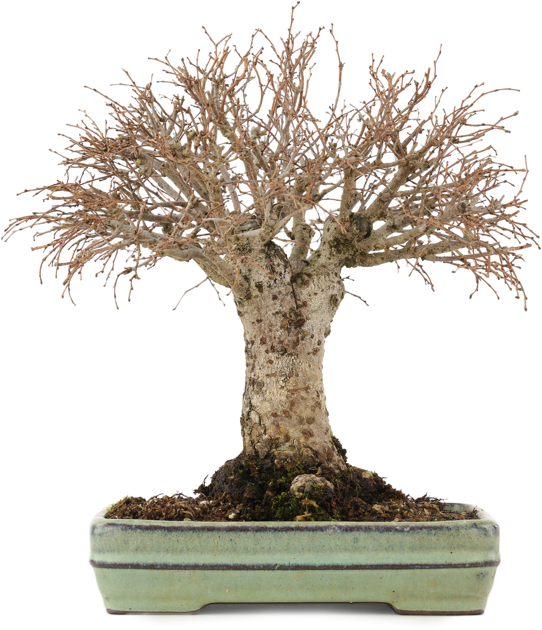 Bonsai Zelkova 30 Semi Di Zelkova Serrata, Olmo Giapponese ,semi Bonsai ...