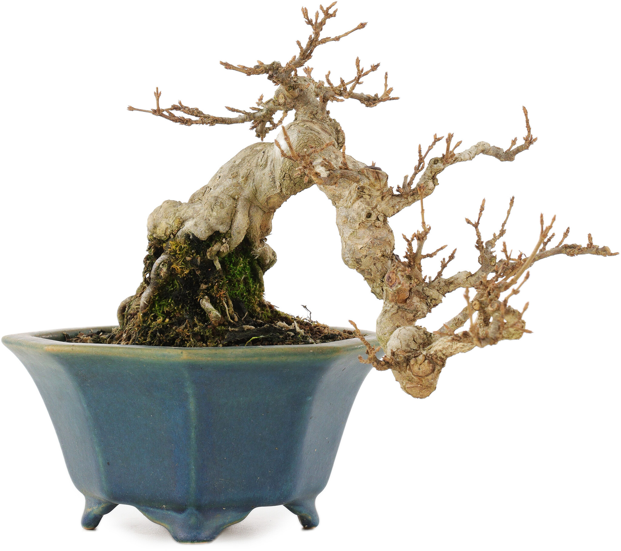 Acer buergerianum, 15 cm, ± 15 Jahre alt, in einem handgefertigten ...
