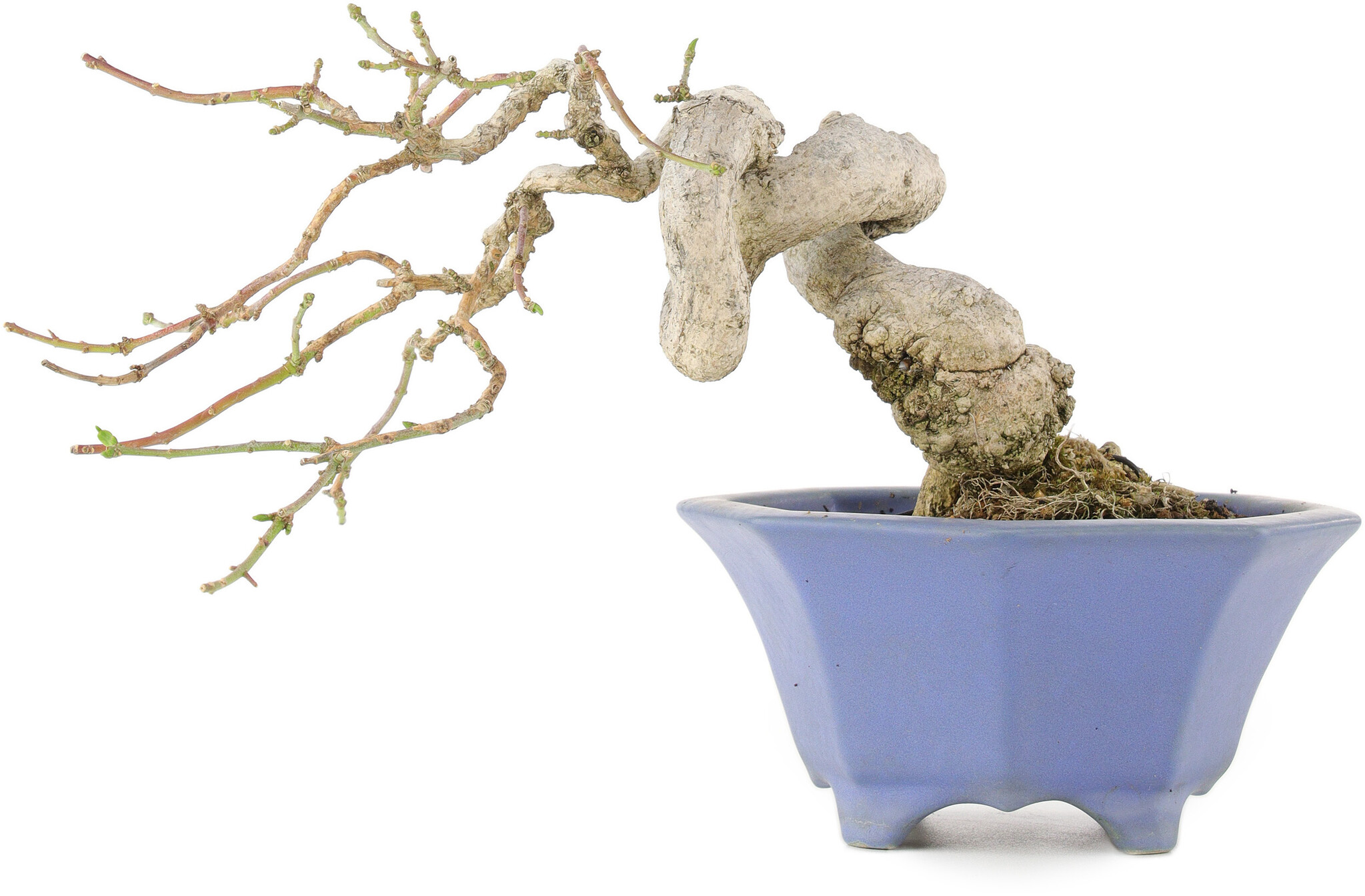 Euonymus alatus, 13 cm, ± 25 ans, dans un pot japonais fait main par ...