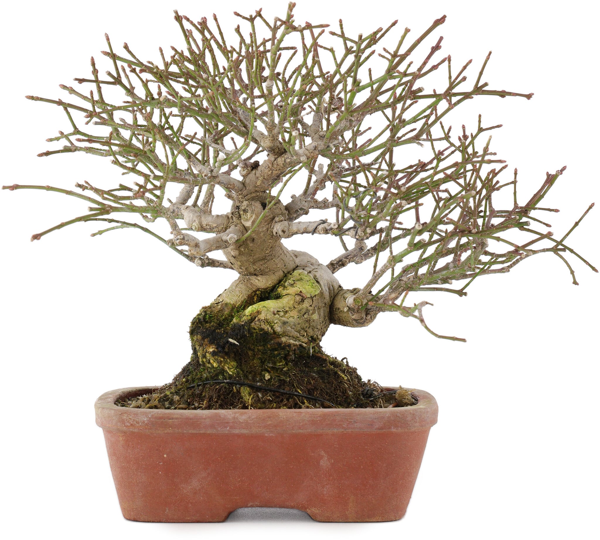 Euonymus alatus, 17,5 cm, ± 30 años - Bonsai Plaza