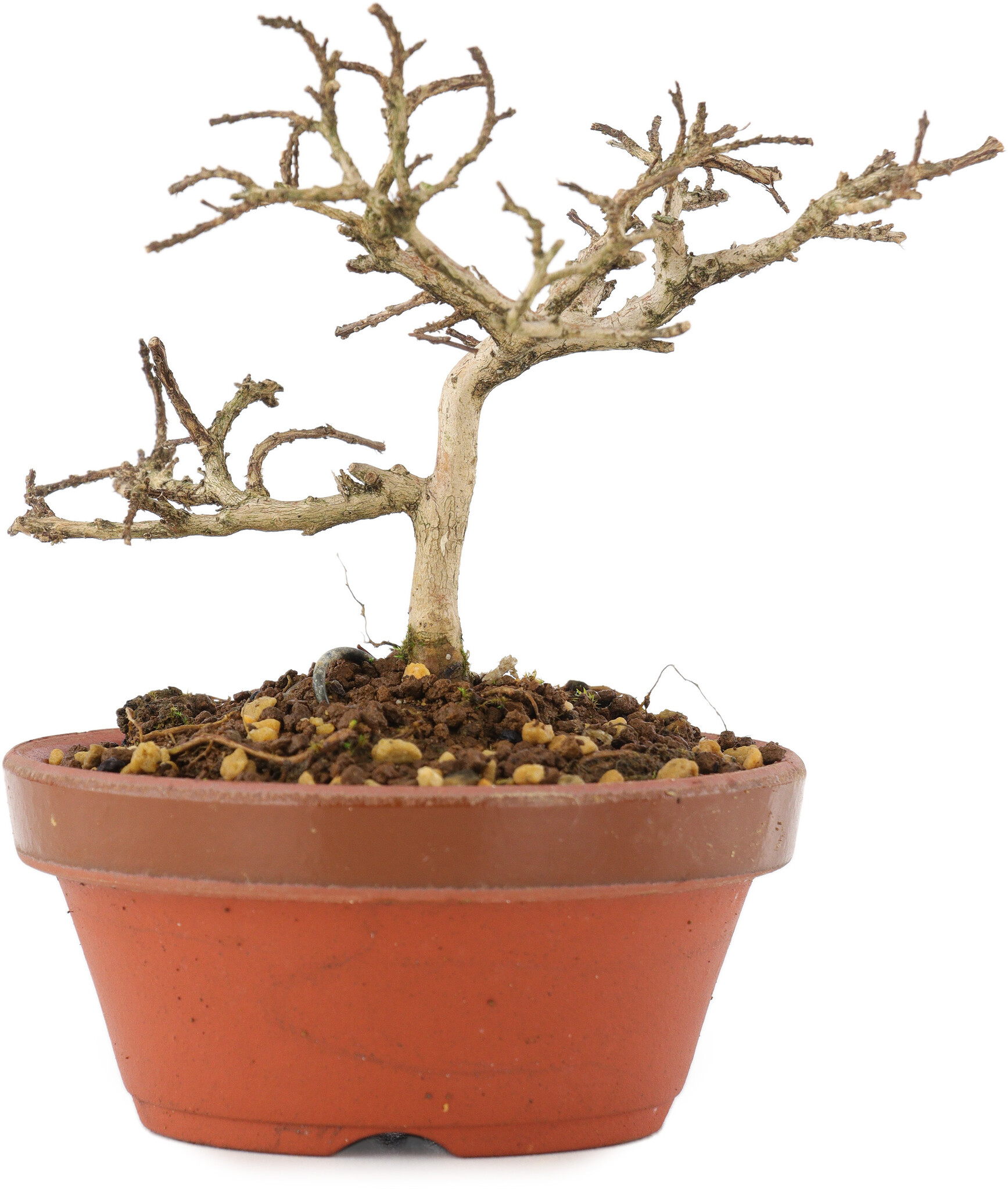 Lagerstroemia indica, 8,5 cm, ± 4 years old - Bonsai Plaza