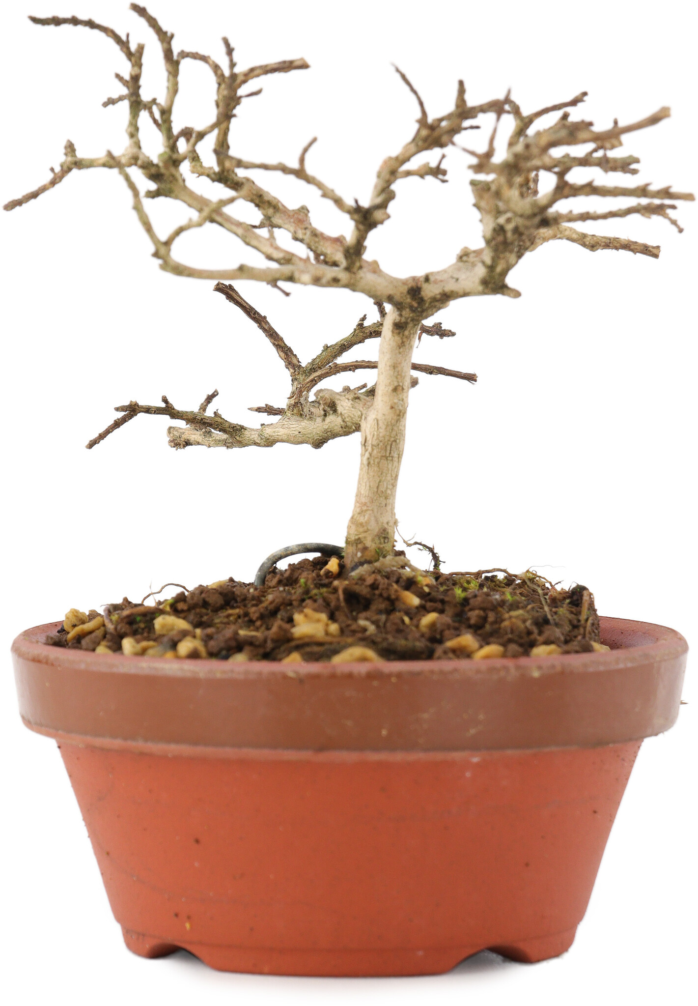 Lagerstroemia indica, 8,5 cm, ± 4 years old - Bonsai Plaza
