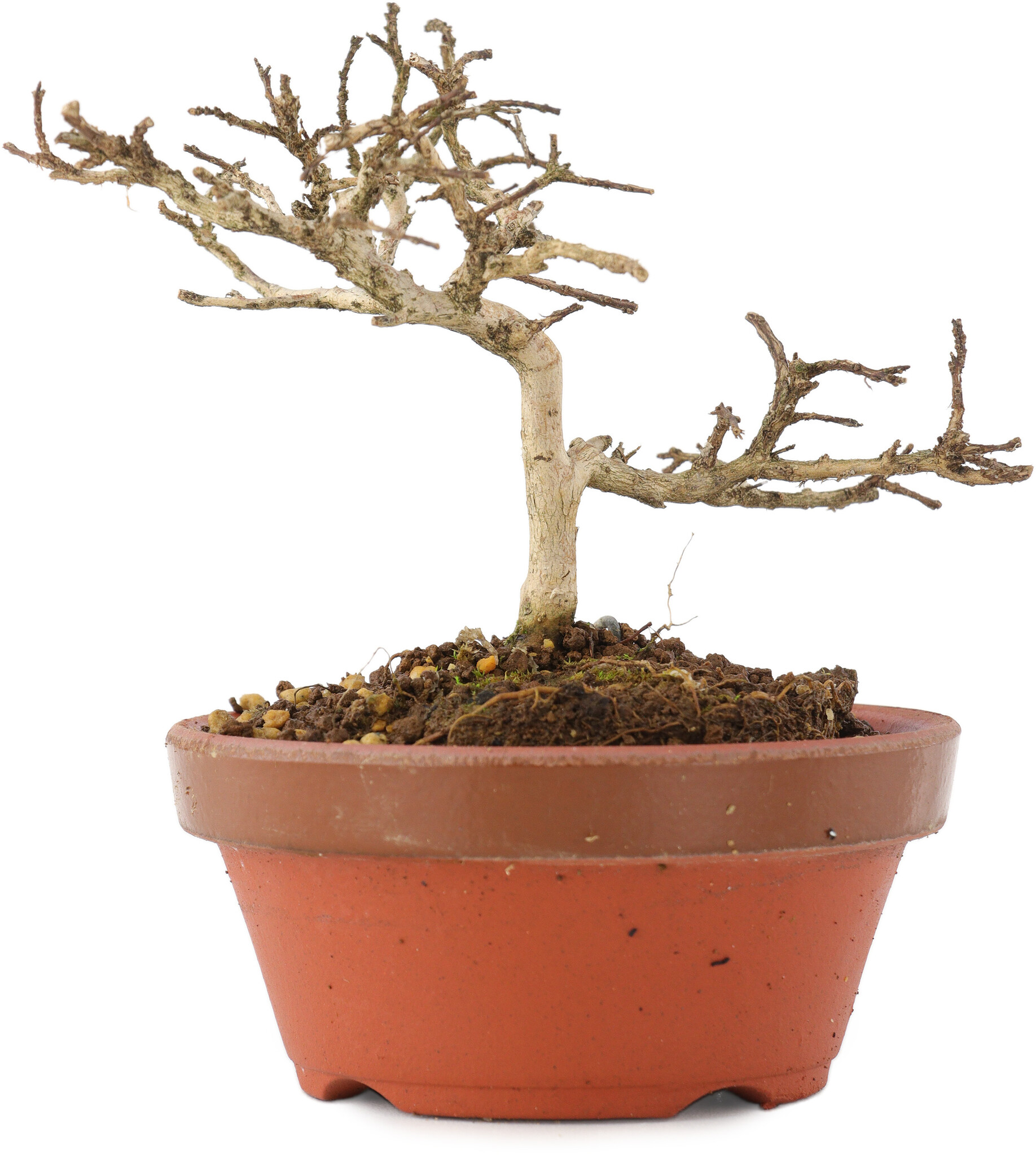 Lagerstroemia indica, 8,5 cm, ± 4 years old - Bonsai Plaza