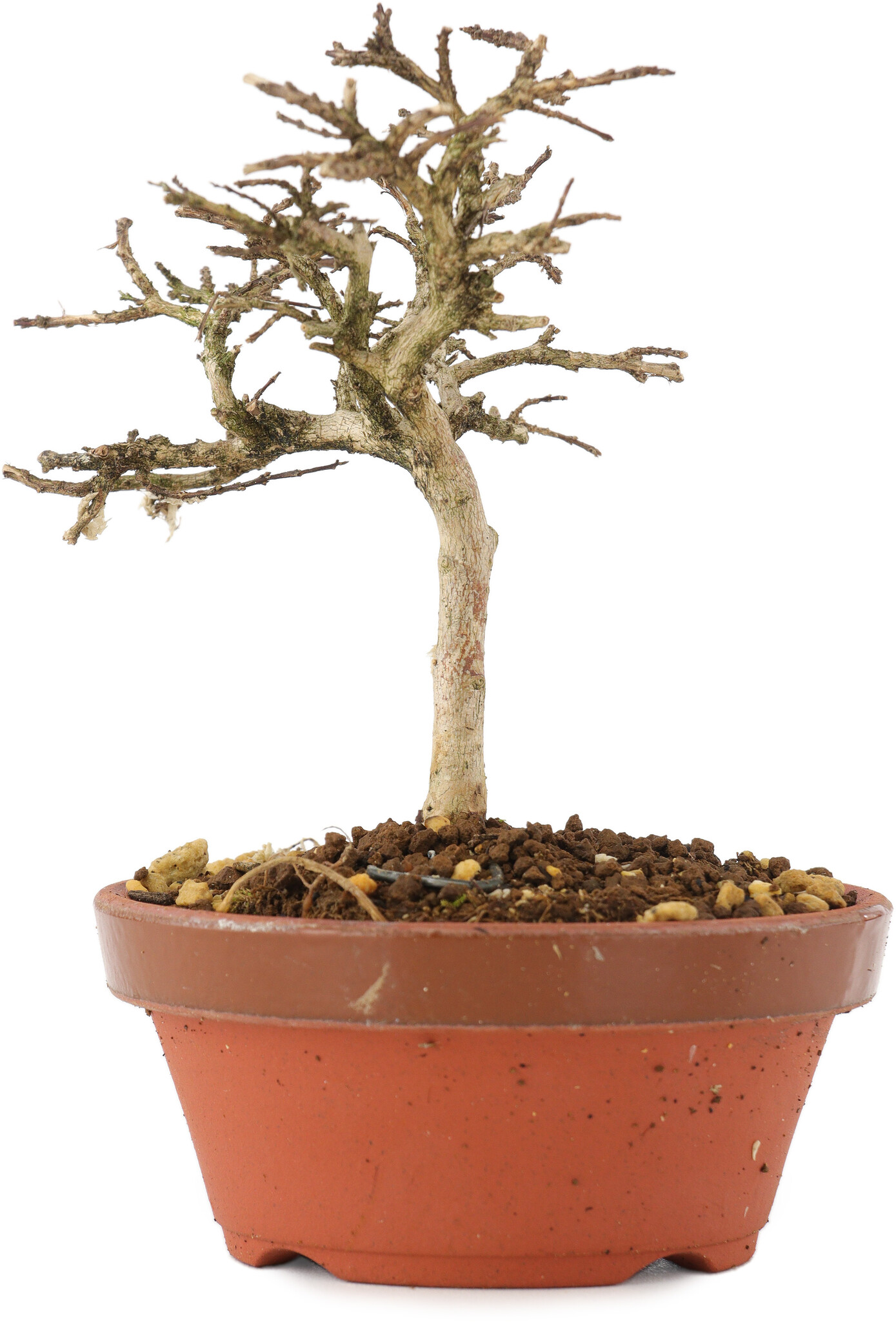 Lagerstroemia indica, 10,5 cm, ± 4 years old - Bonsai Plaza