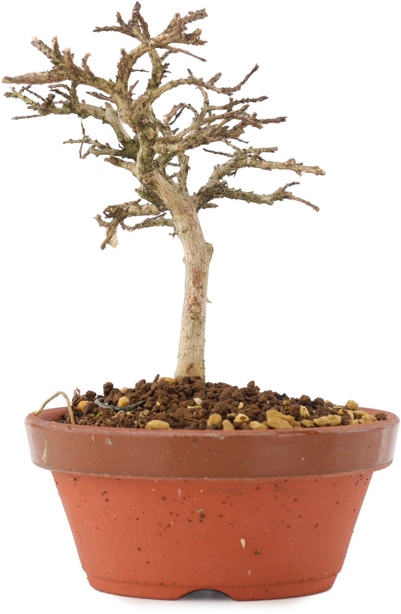 Lagerstroemia indica, 10,5 cm, ± 4 years old - Bonsai Plaza