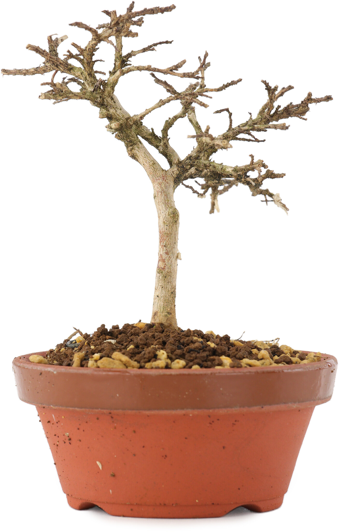 Lagerstroemia indica, 10,5 cm, ± 4 years old - Bonsai Plaza