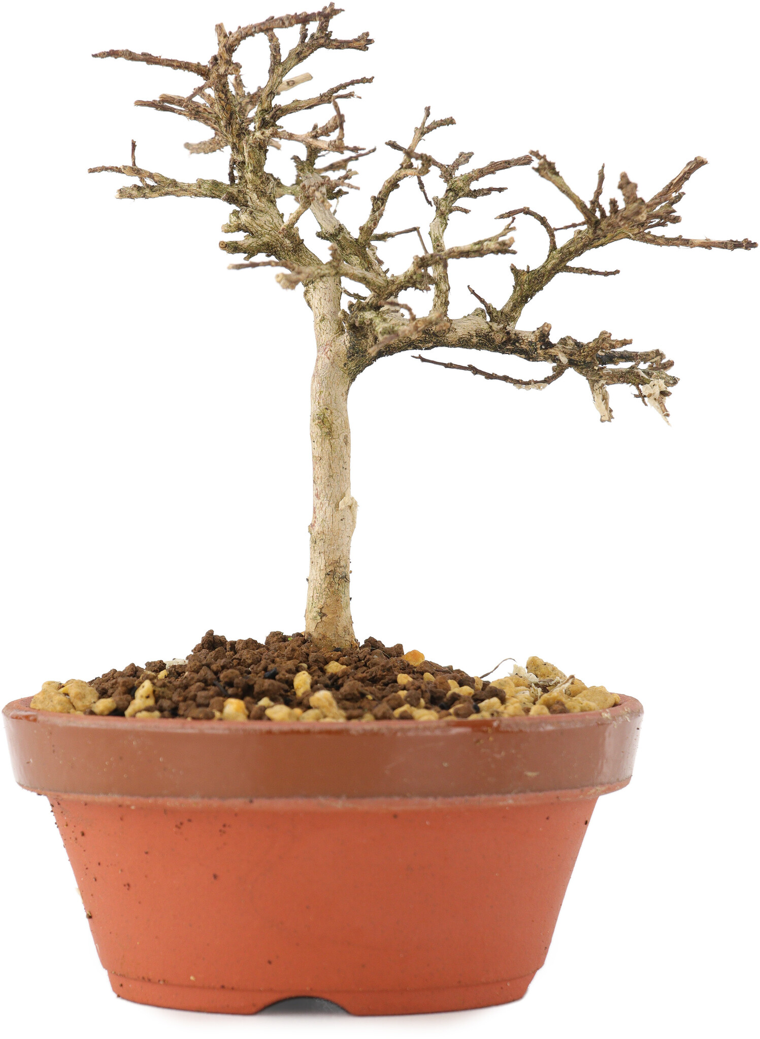 Lagerstroemia indica, 10,5 cm, ± 4 years old - Bonsai Plaza
