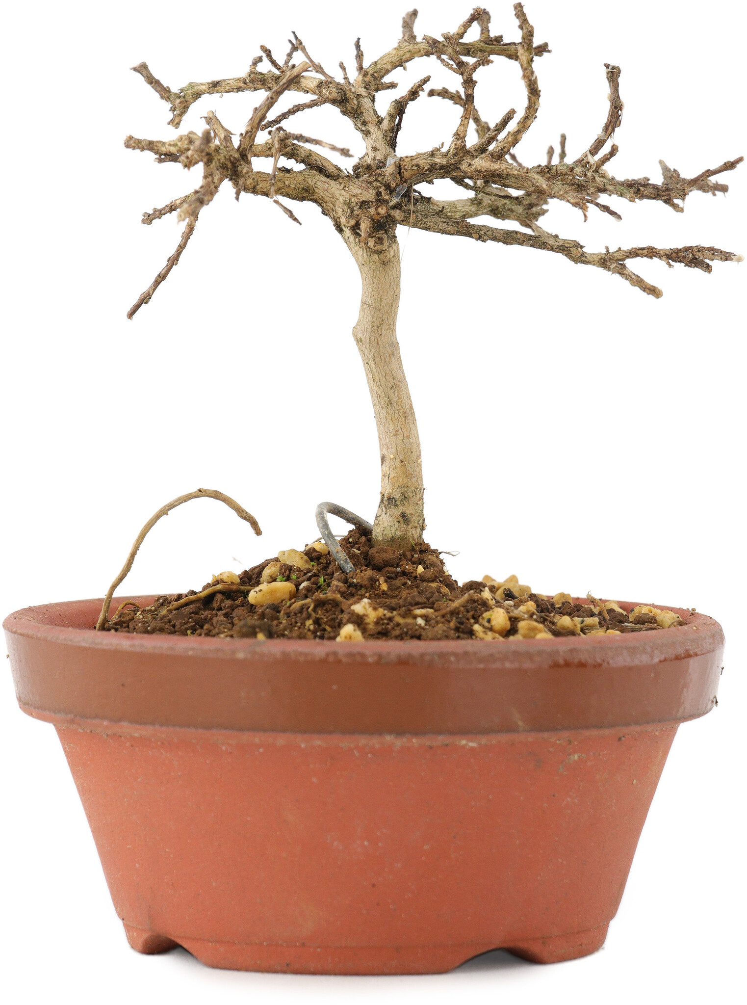 Lagerstroemia indica, 8 cm, ± 4 years old - Bonsai Plaza