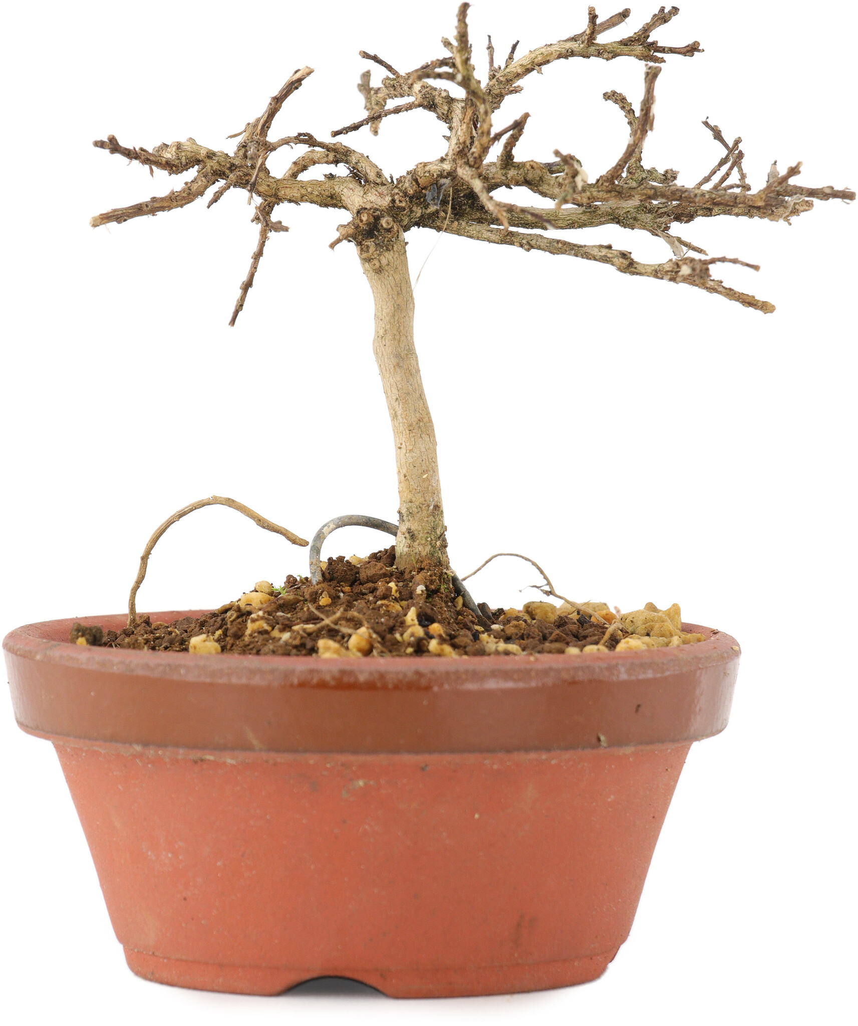 Lagerstroemia indica, 8 cm, ± 4 years old - Bonsai Plaza