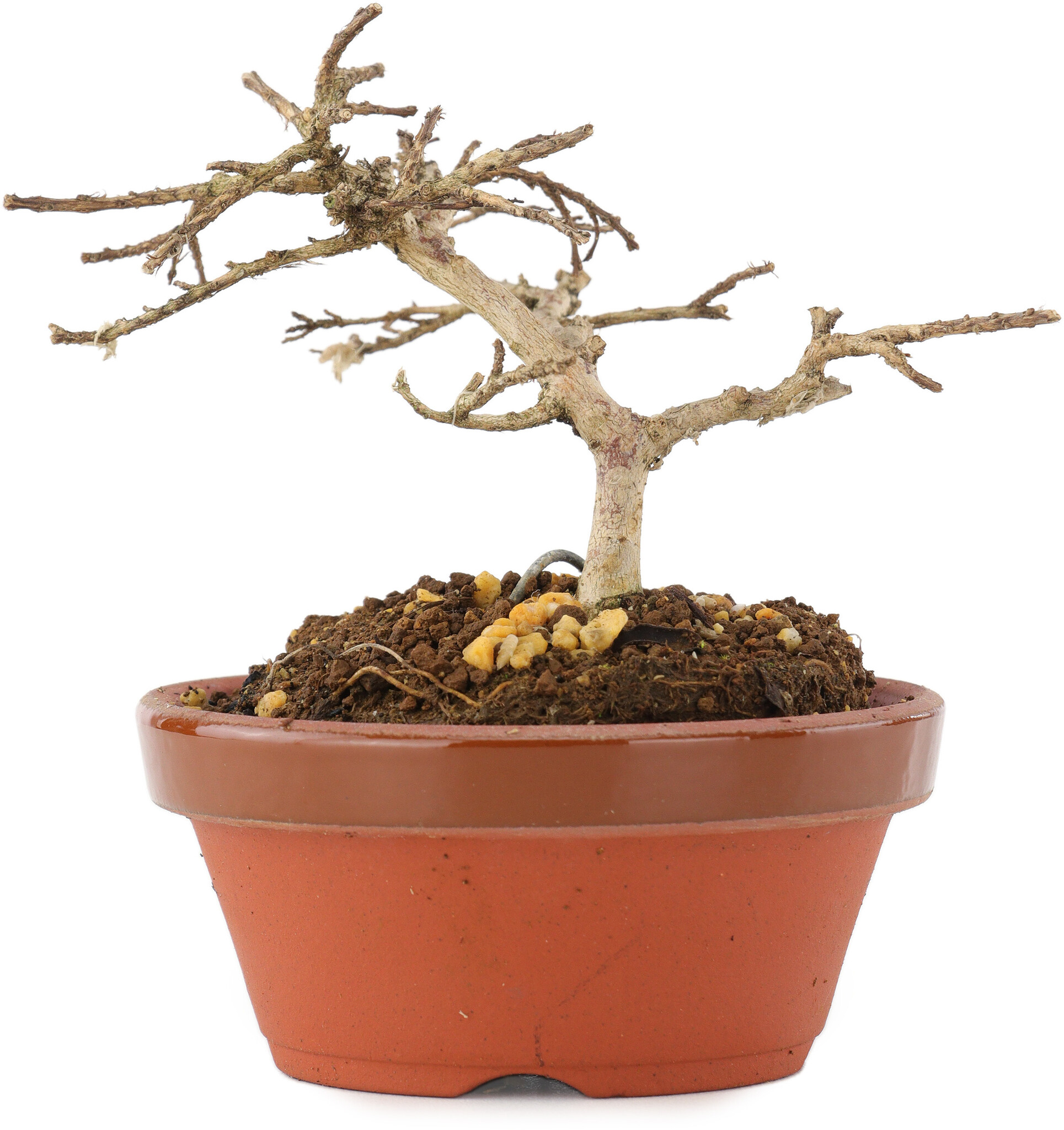Lagerstroemia indica, 7,5 cm, ± 4 years old - Bonsai Plaza
