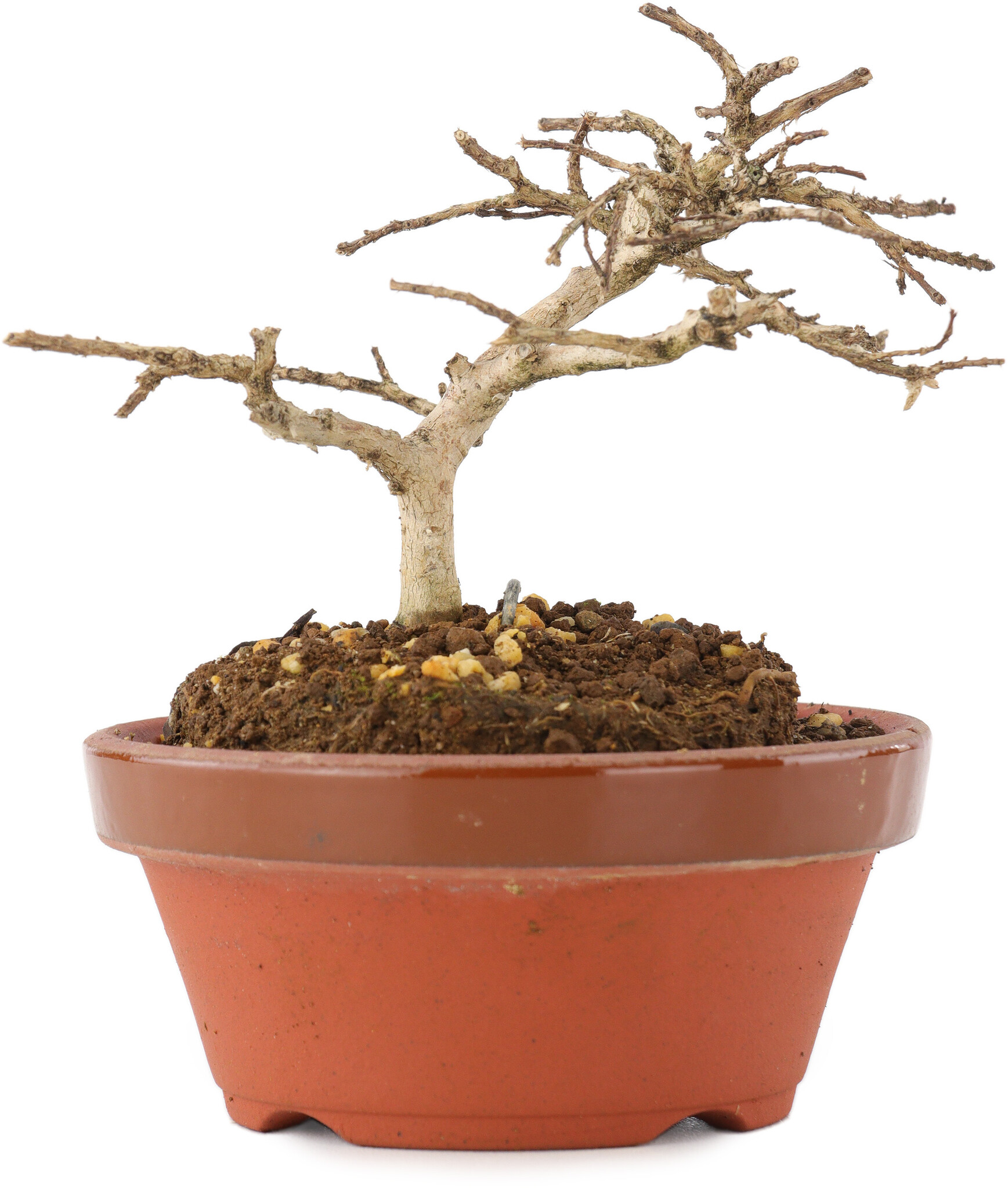 Lagerstroemia indica, 7,5 cm, ± 4 years old - Bonsai Plaza