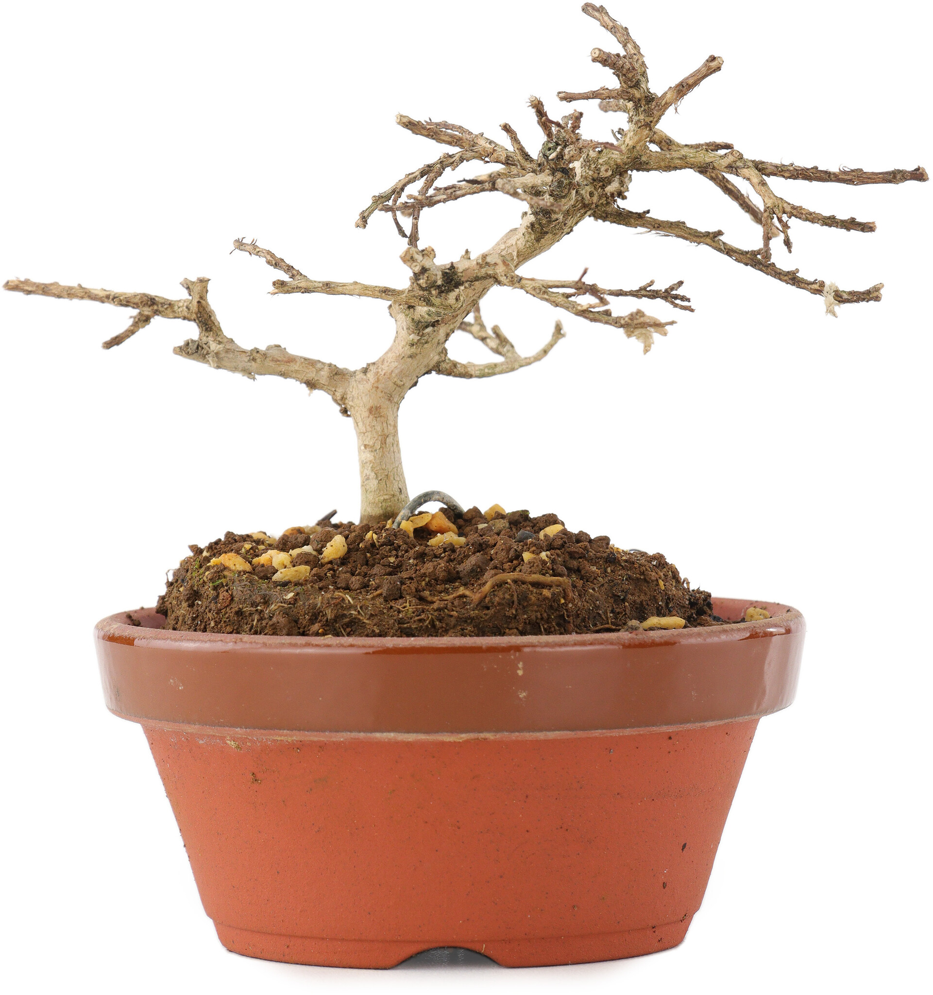 Lagerstroemia indica, 7,5 cm, ± 4 years old - Bonsai Plaza