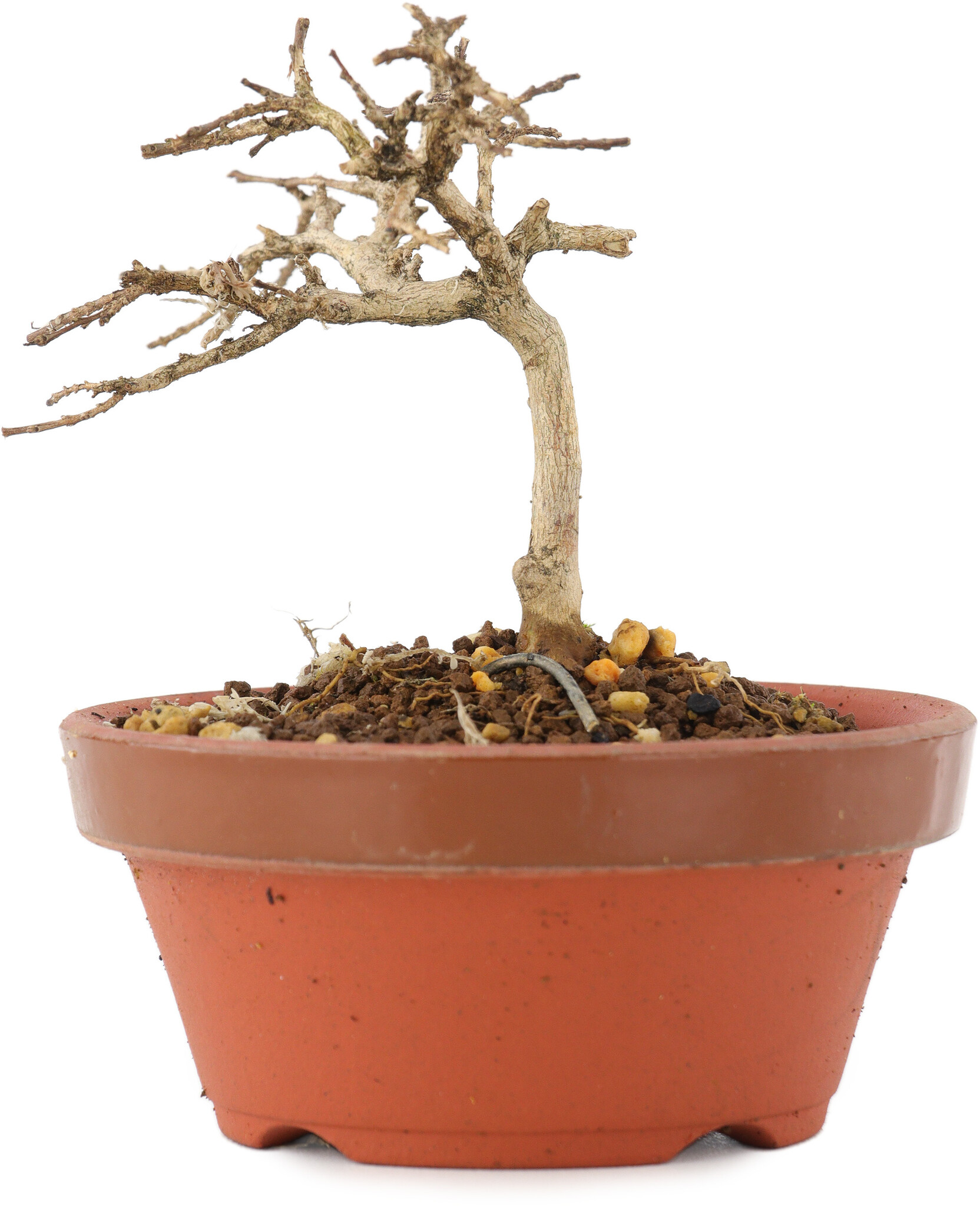 Lagerstroemia indica, 7,5 cm, ± 4 years old - Bonsai Plaza