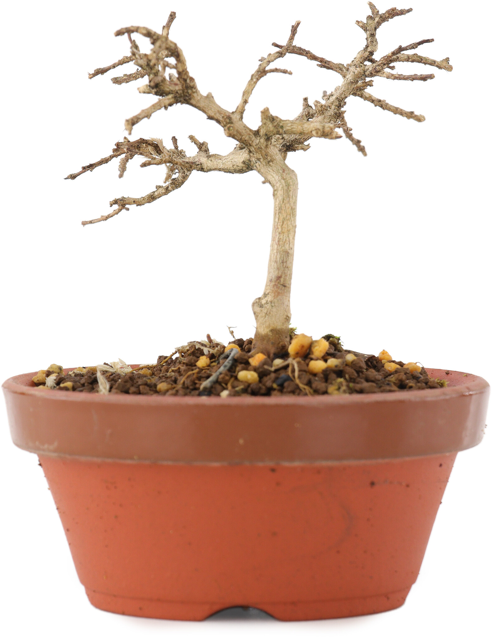 Lagerstroemia indica, 7,5 cm, ± 4 years old - Bonsai Plaza