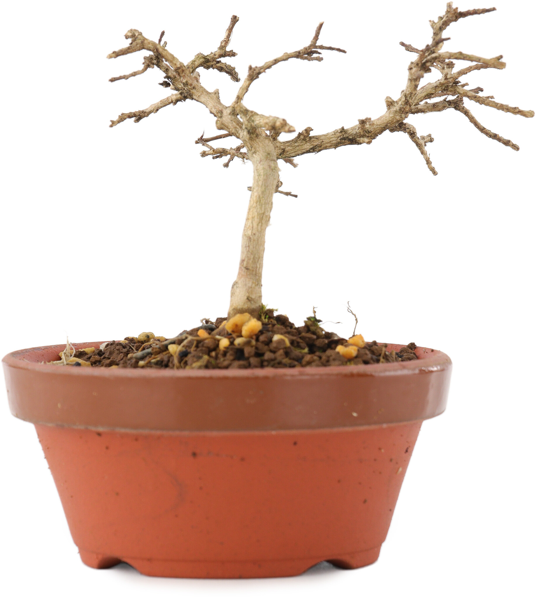Lagerstroemia indica, 7,5 cm, ± 4 years old - Bonsai Plaza