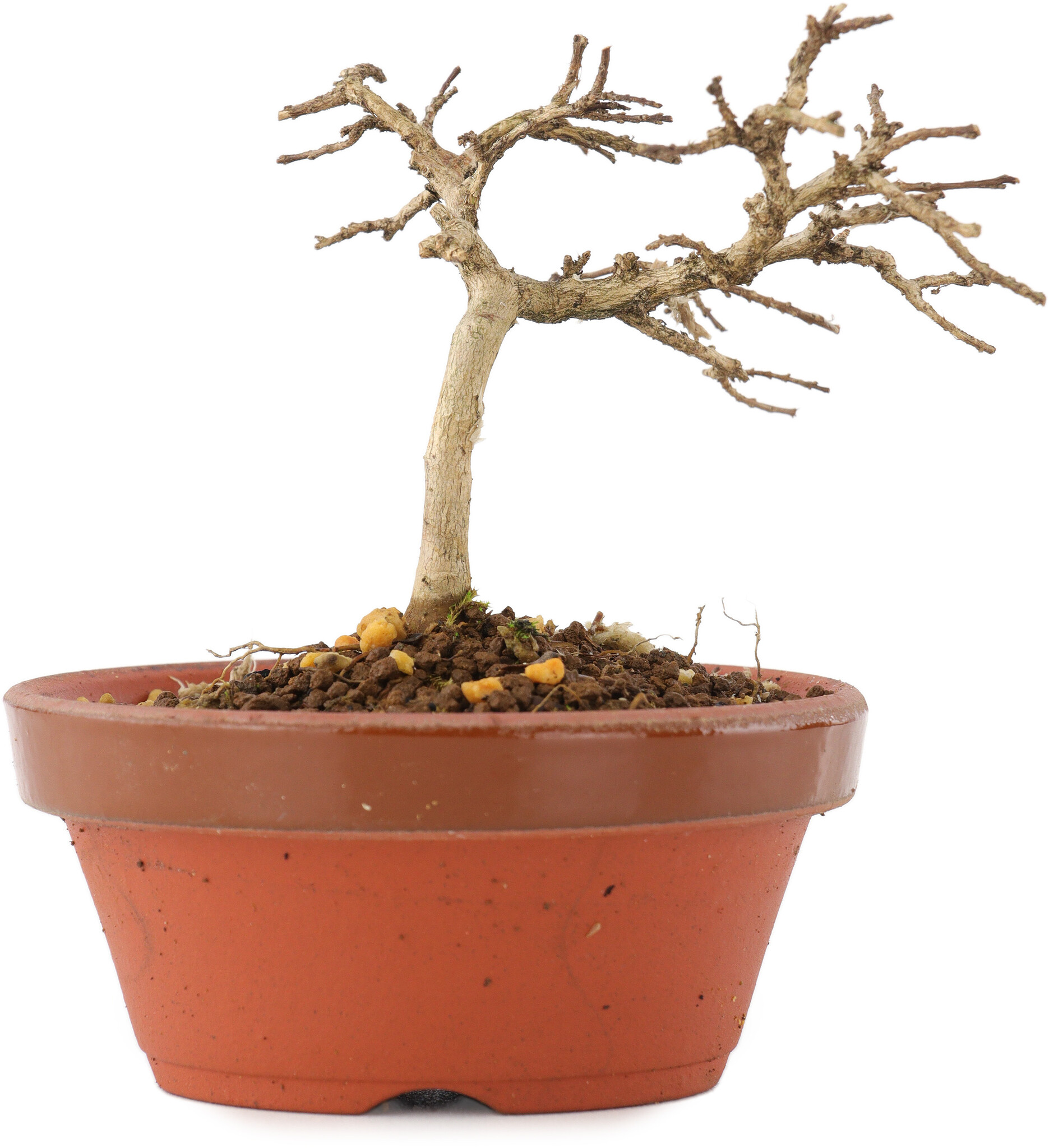 Lagerstroemia indica, 7,5 cm, ± 4 years old - Bonsai Plaza