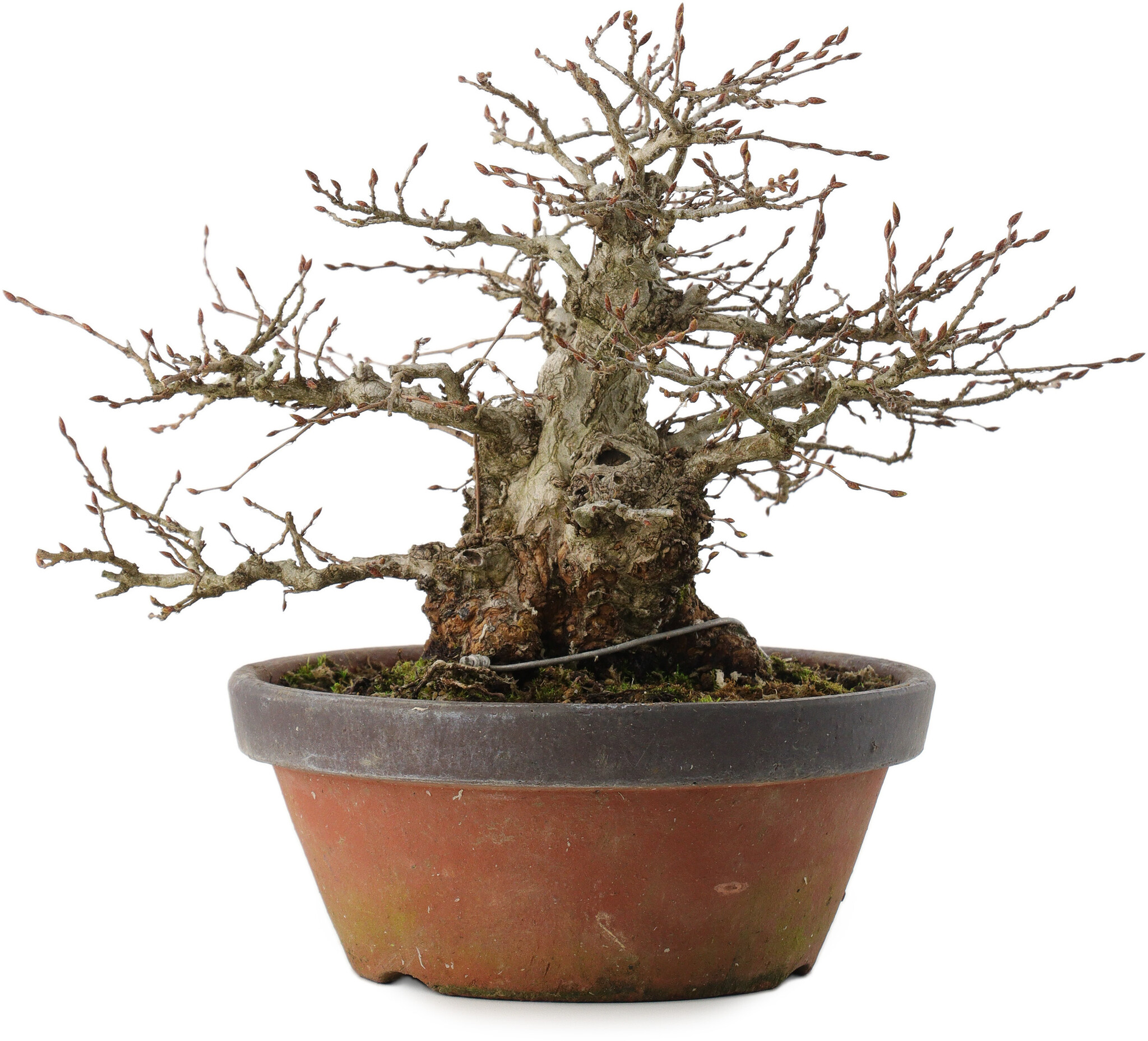 Carpinus coreana, 22 cm, ± 30 years old - Bonsai Plaza