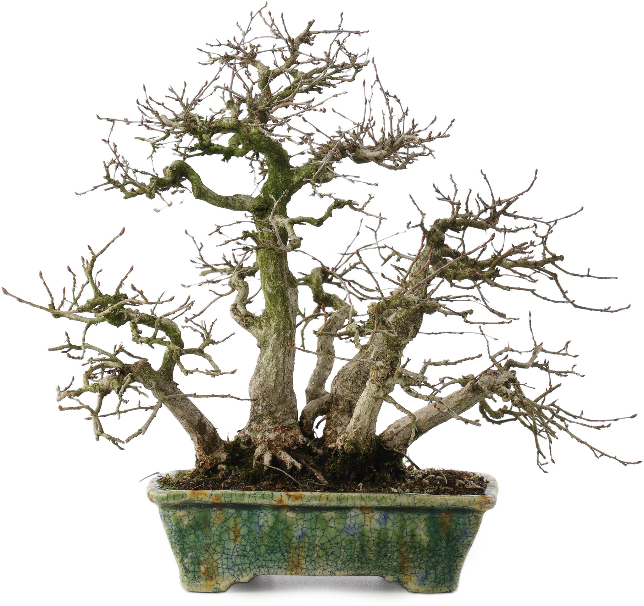 Carpinus coreana, 28 cm, ± 35 Jahre alt, in einem handgefertigten ...