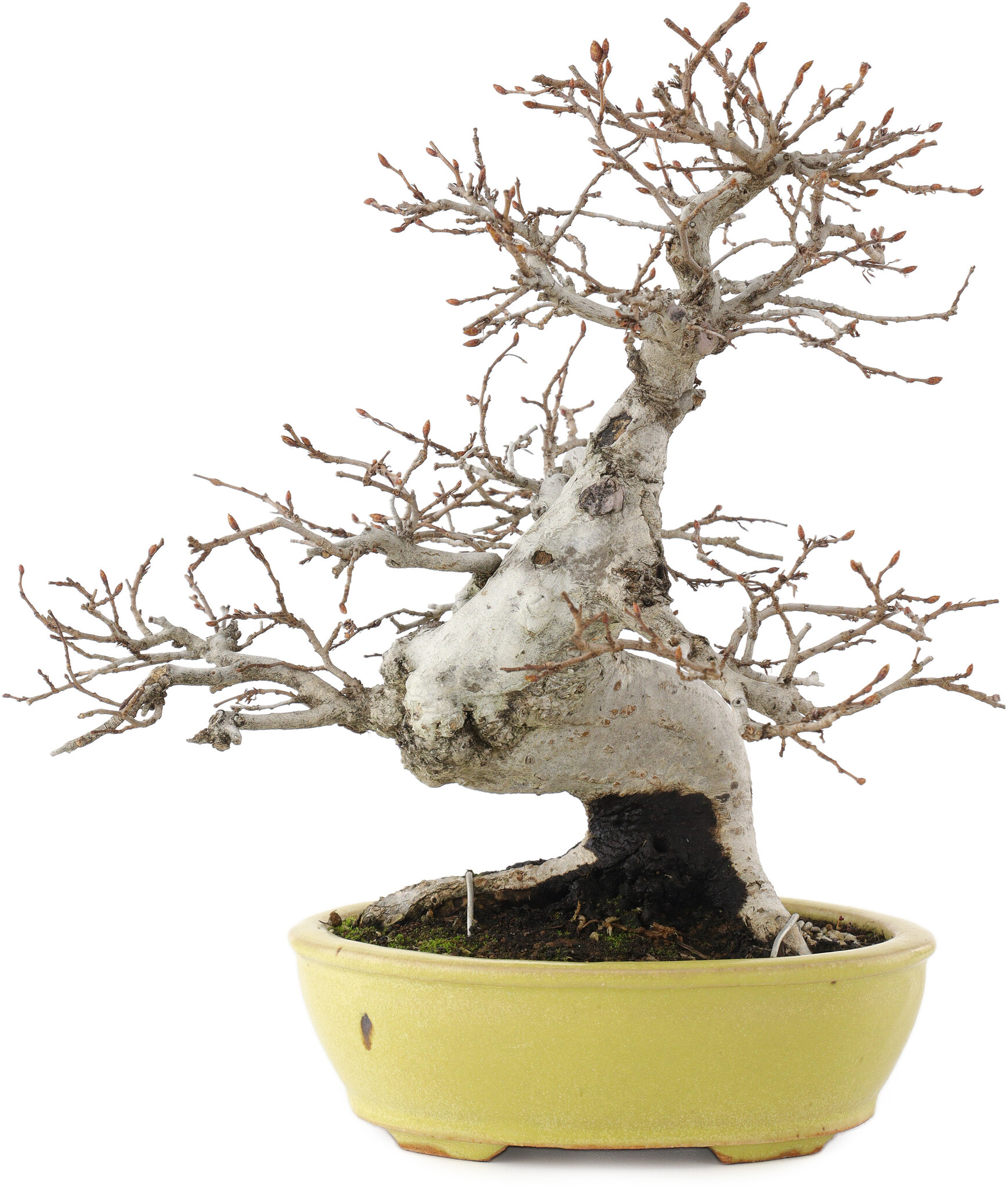Carpinus coreana, 23 cm, ± 20 years old - Bonsai Plaza