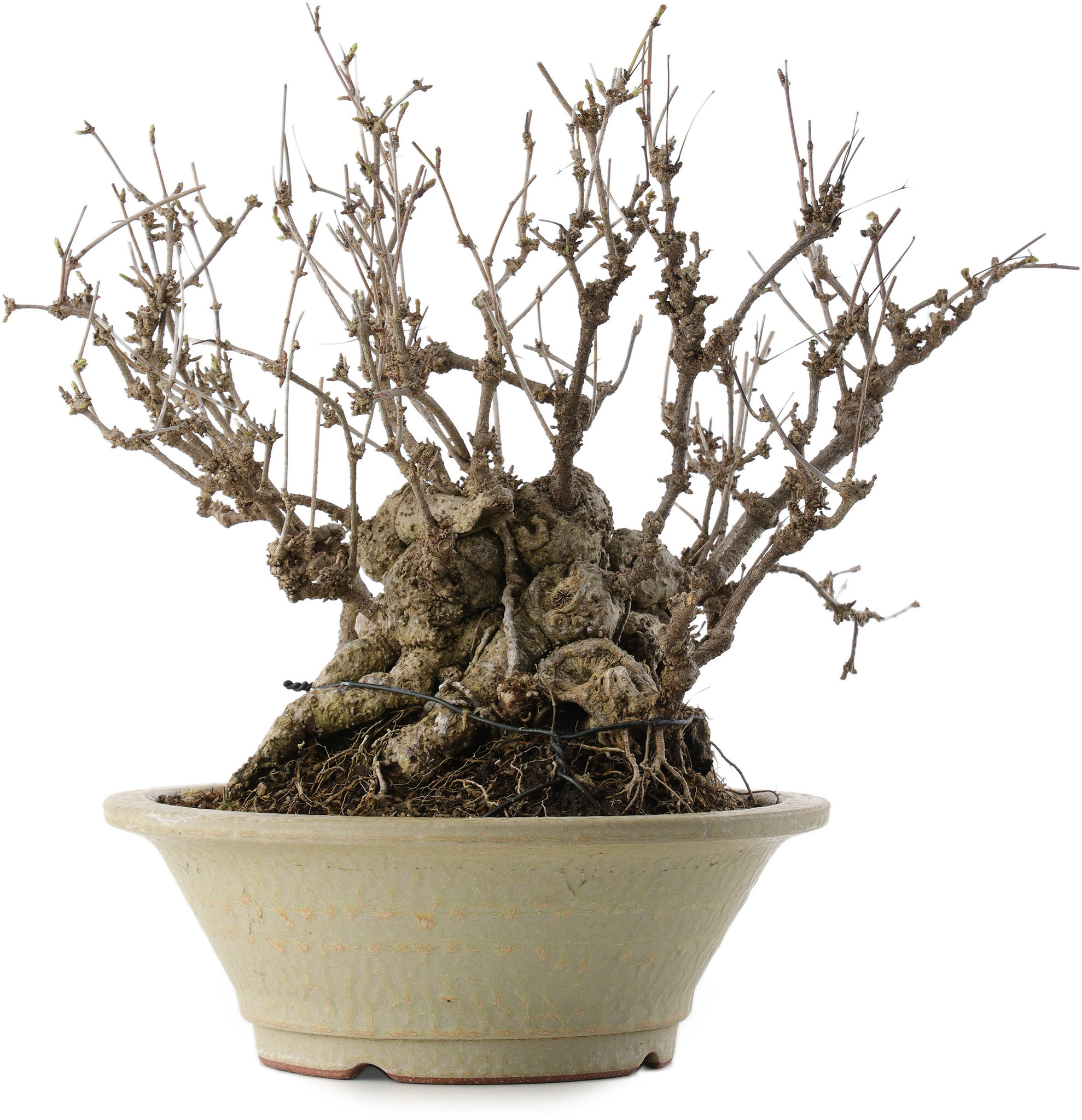 Akebia quinata, 30 cm, ± 35 años - Bonsai Plaza