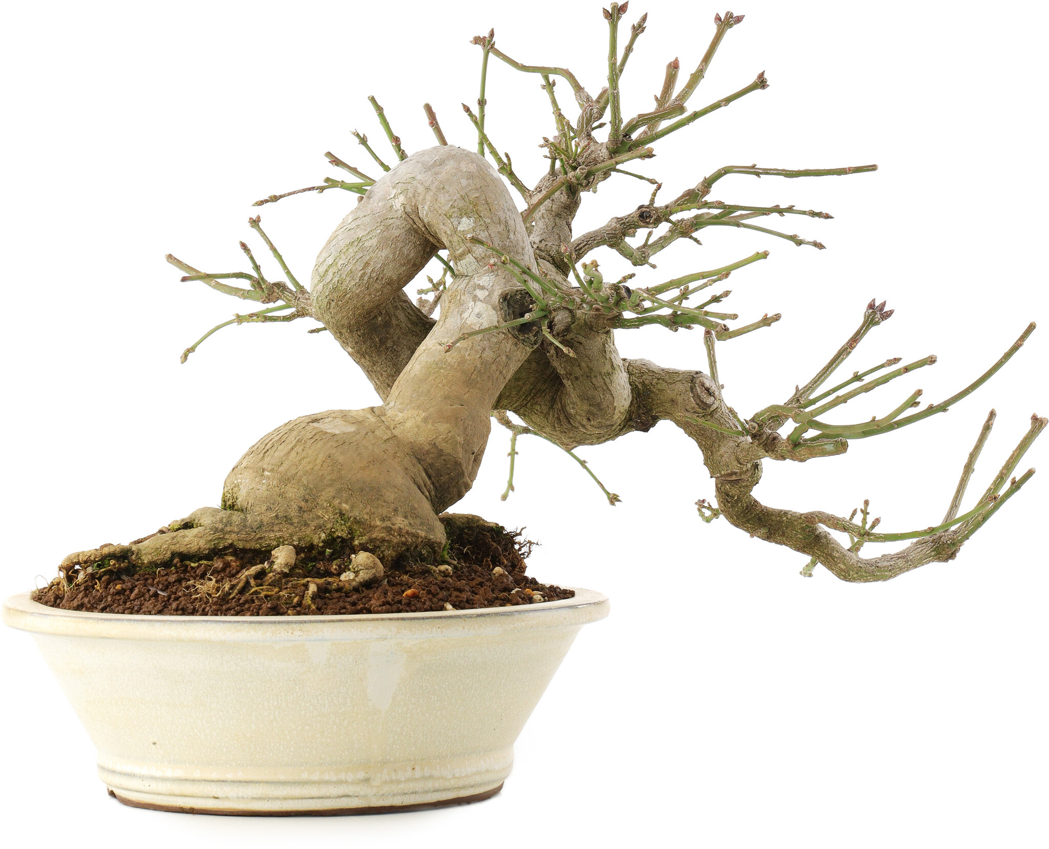 Euonymus alatus, 24 cm, ± 30 years old - Bonsai Plaza