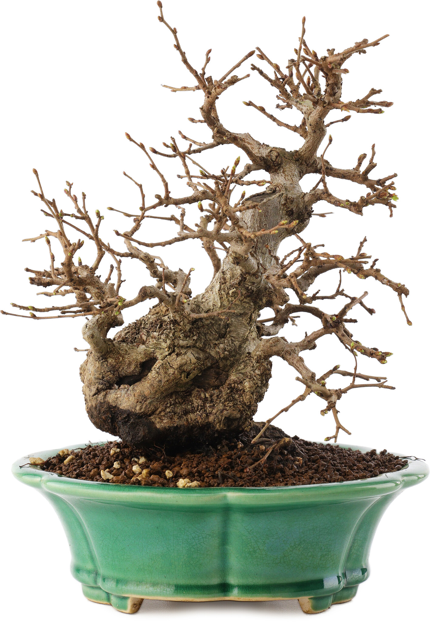 Carpinus coreana, 21 cm, ± 30 years old - Bonsai Plaza