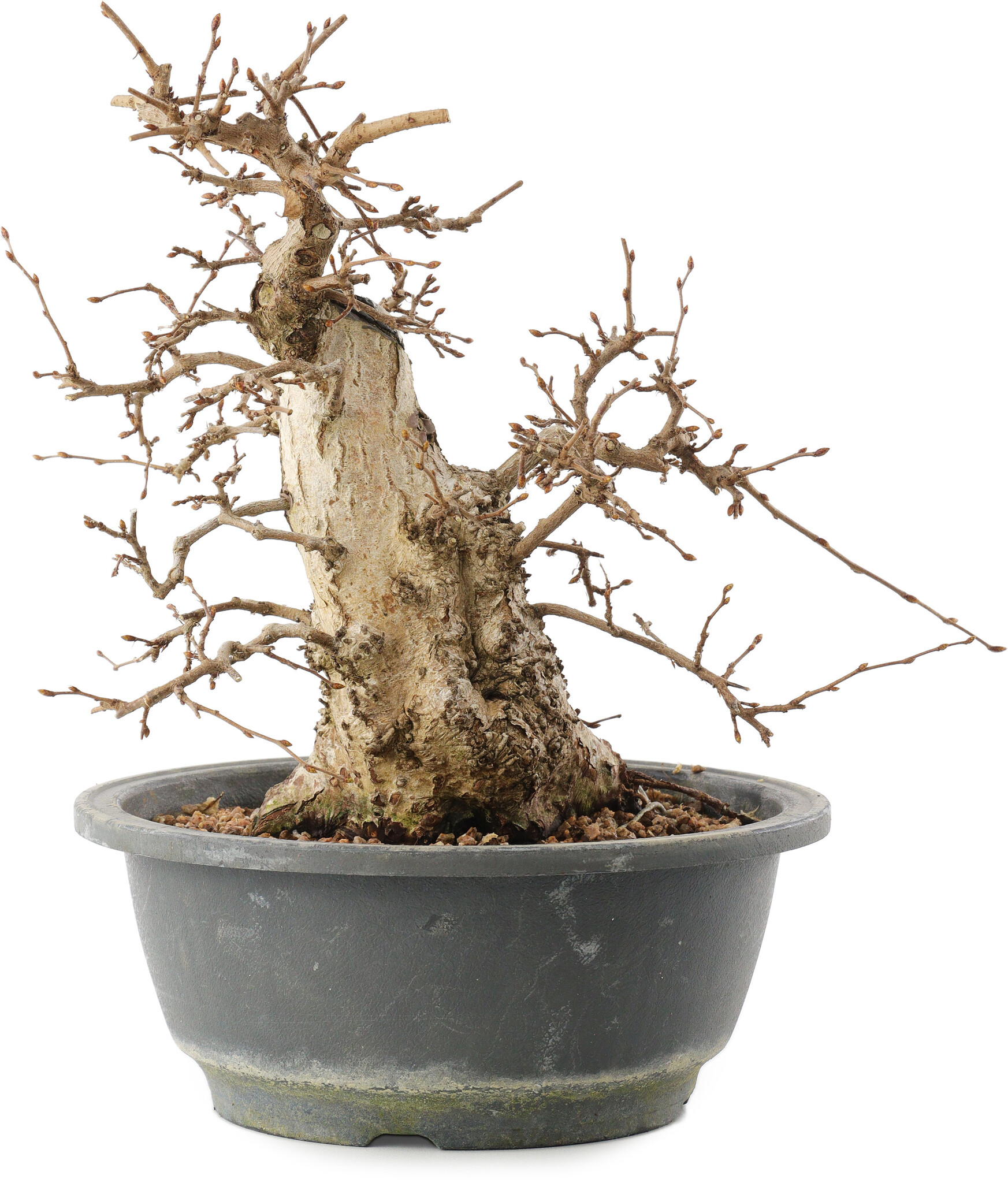 Carpinus coreana, 22 cm, ± 20 years old - Bonsai Plaza