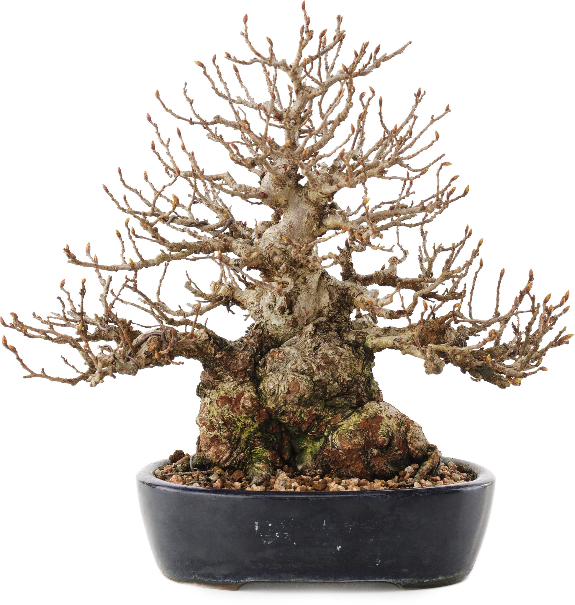 Carpinus coreana, 21 cm, ± 50 years old - Bonsai Plaza