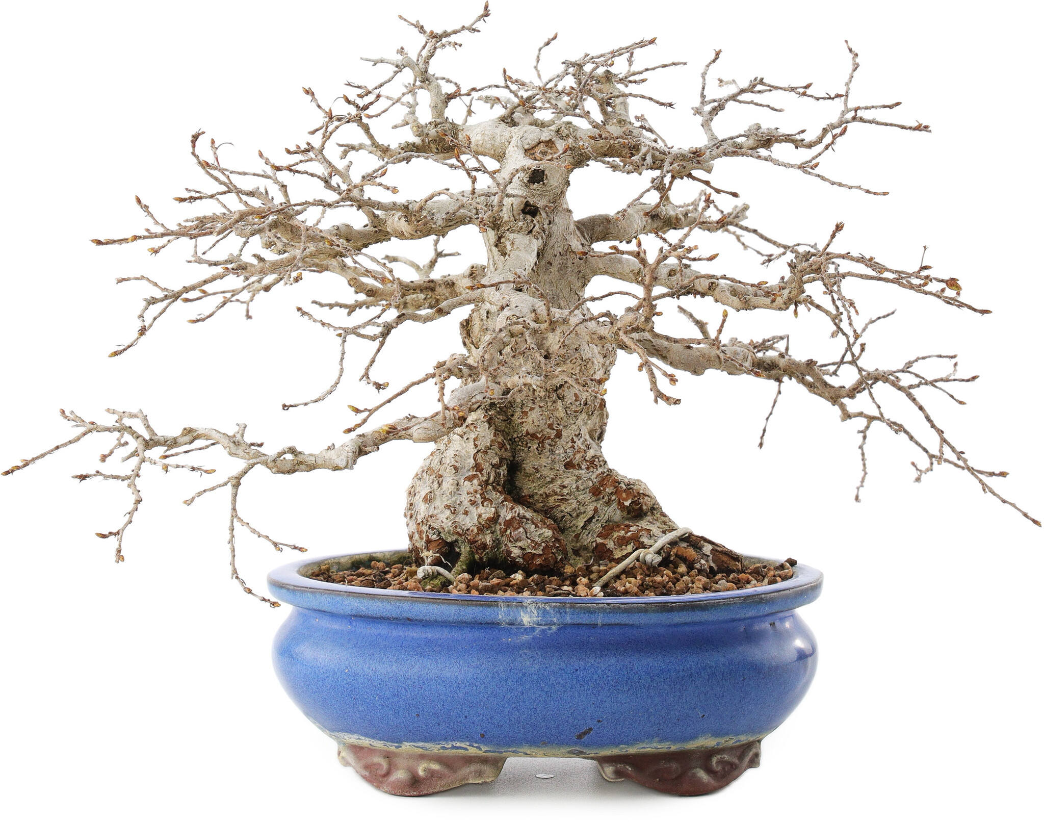 Carpinus coreana, 21,5 cm, ± 50 years old - Bonsai Plaza