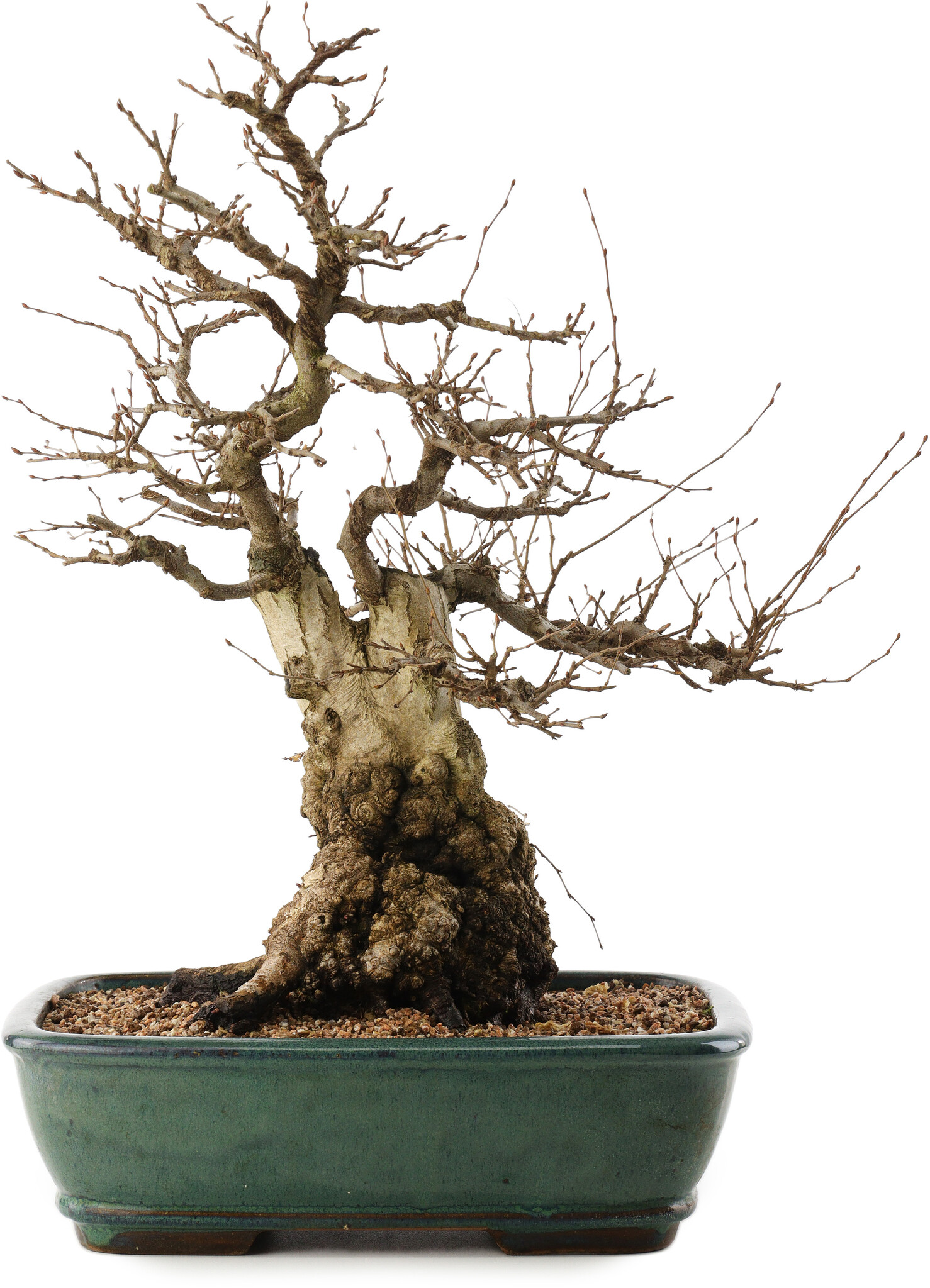 Carpinus coreana, 47,5 cm, ± 40 years old - Bonsai Plaza