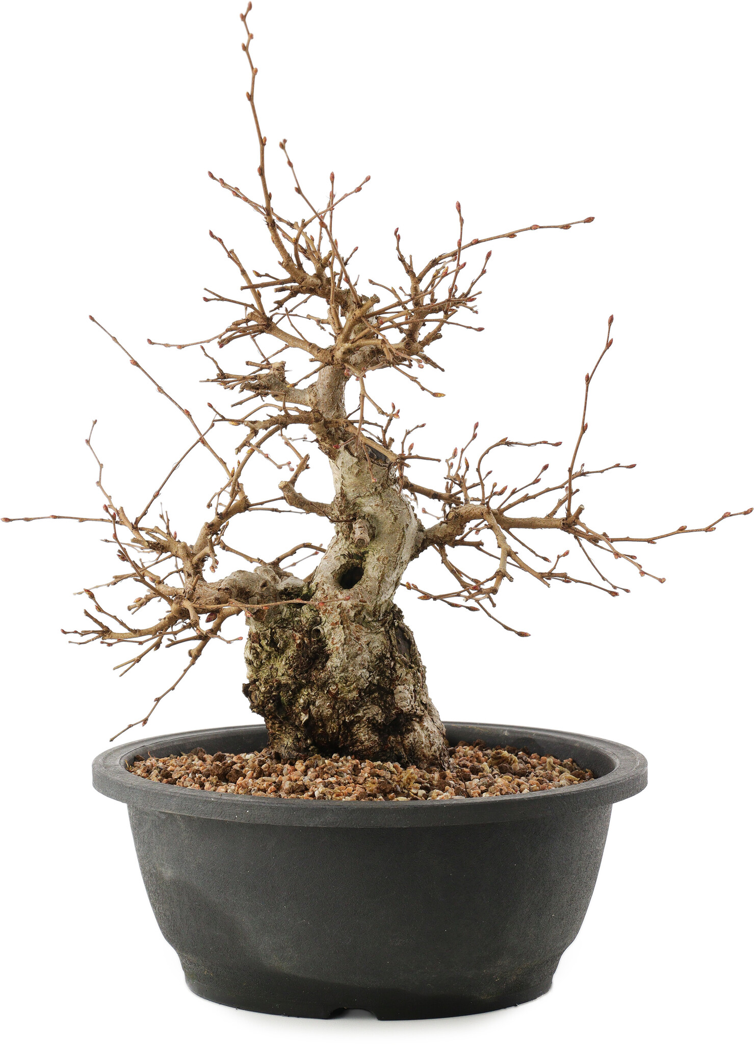 Carpinus coreana, 25 cm, ± 40 years old - Bonsai Plaza