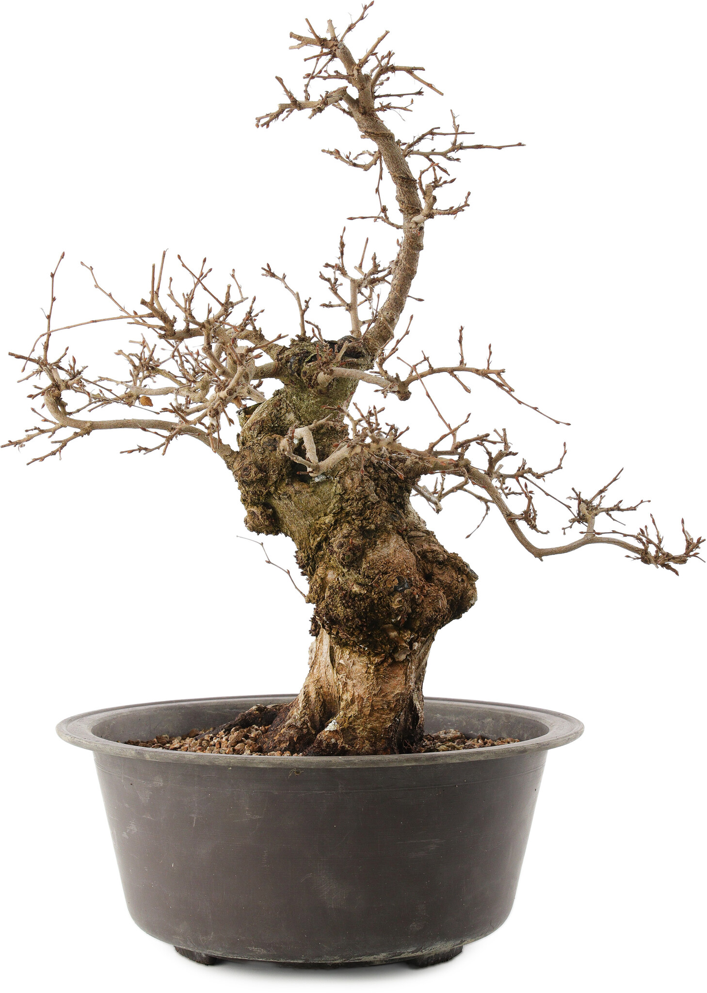 Carpinus coreana, 41 cm, ± 40 years old - Bonsai Plaza