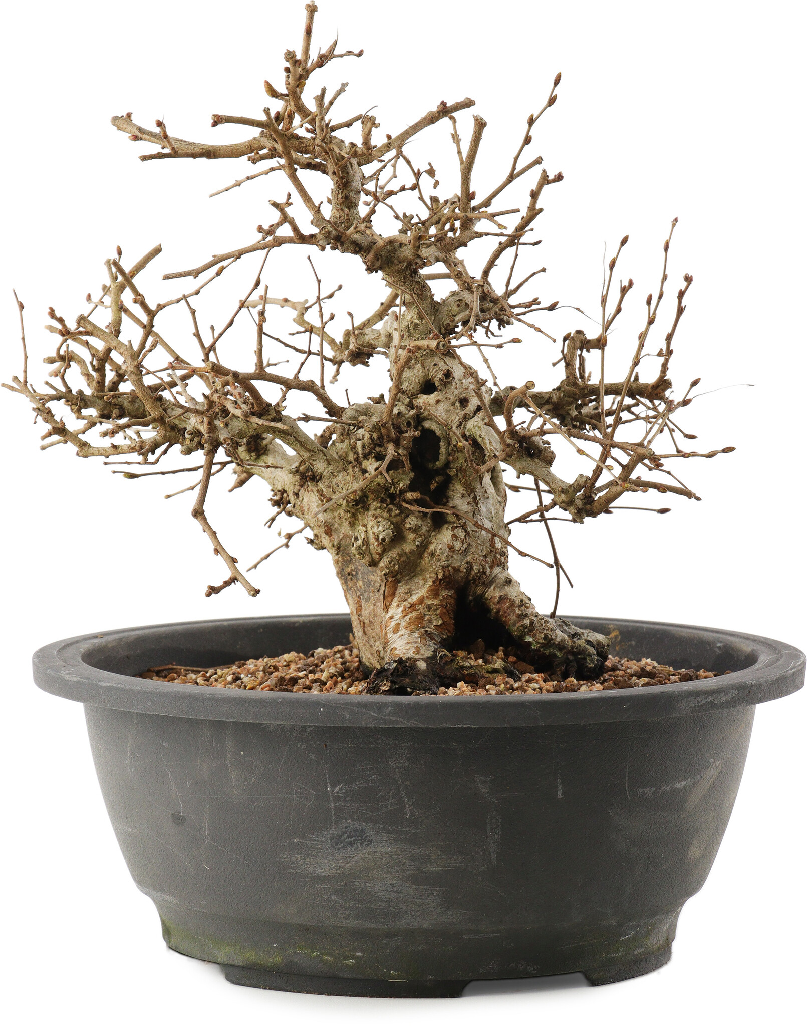 Carpinus coreana, 24 cm, ± 40 years old - Bonsai Plaza