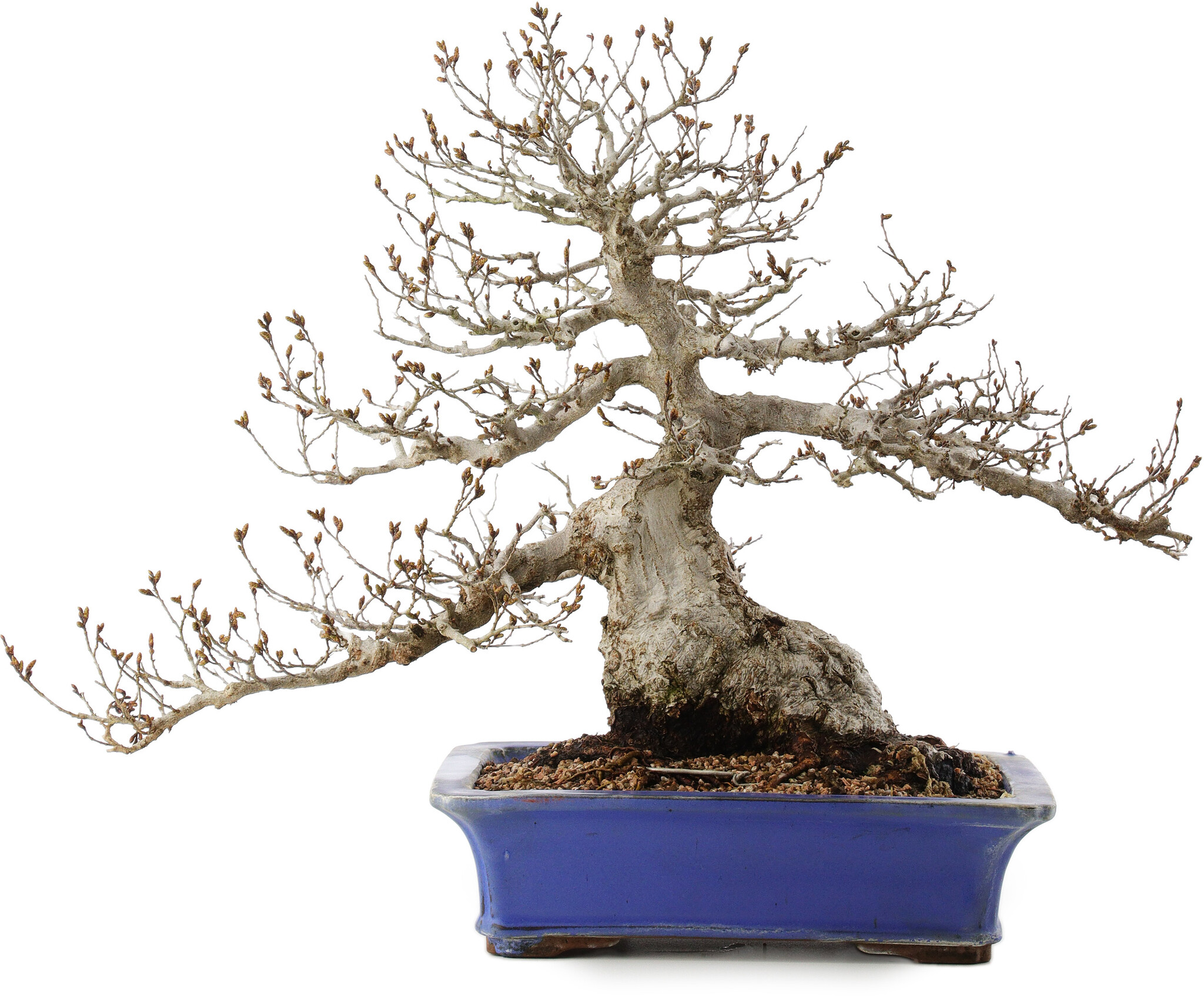Carpinus coreana, 43 cm, ± 40 years old - Bonsai Plaza