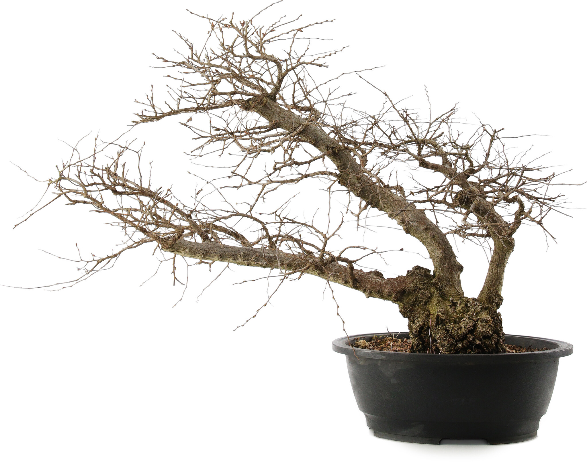 Carpinus coreana, 48 cm, ± 40 years old - Bonsai Plaza