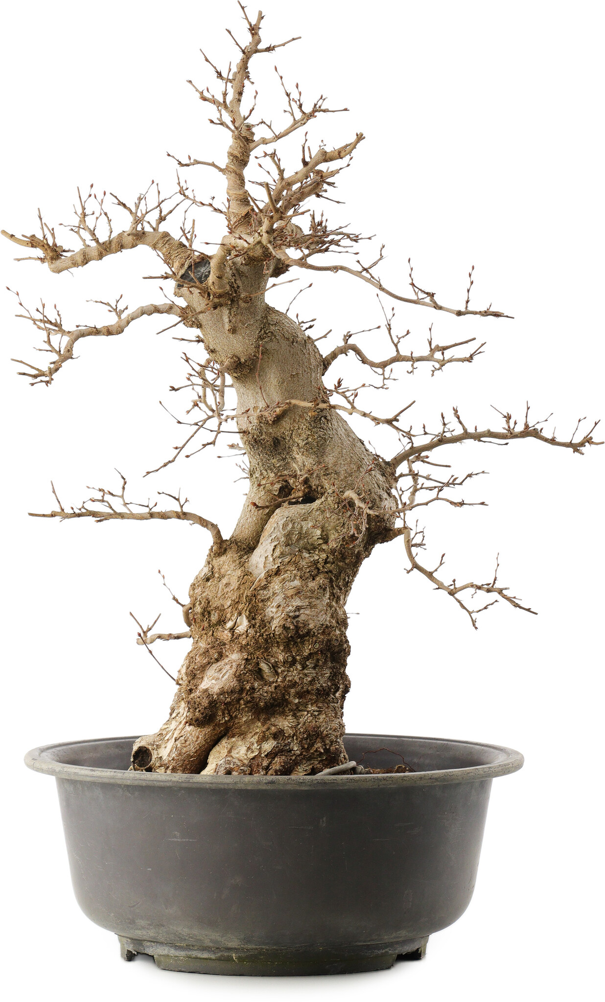 Carpinus coreana, 59 cm, ± 40 years old - Bonsai Plaza