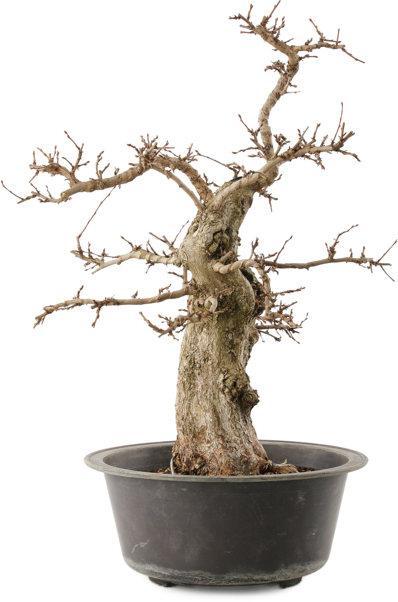 Carpinus coreana, 47 cm, ± 40 years old - Bonsai Plaza
