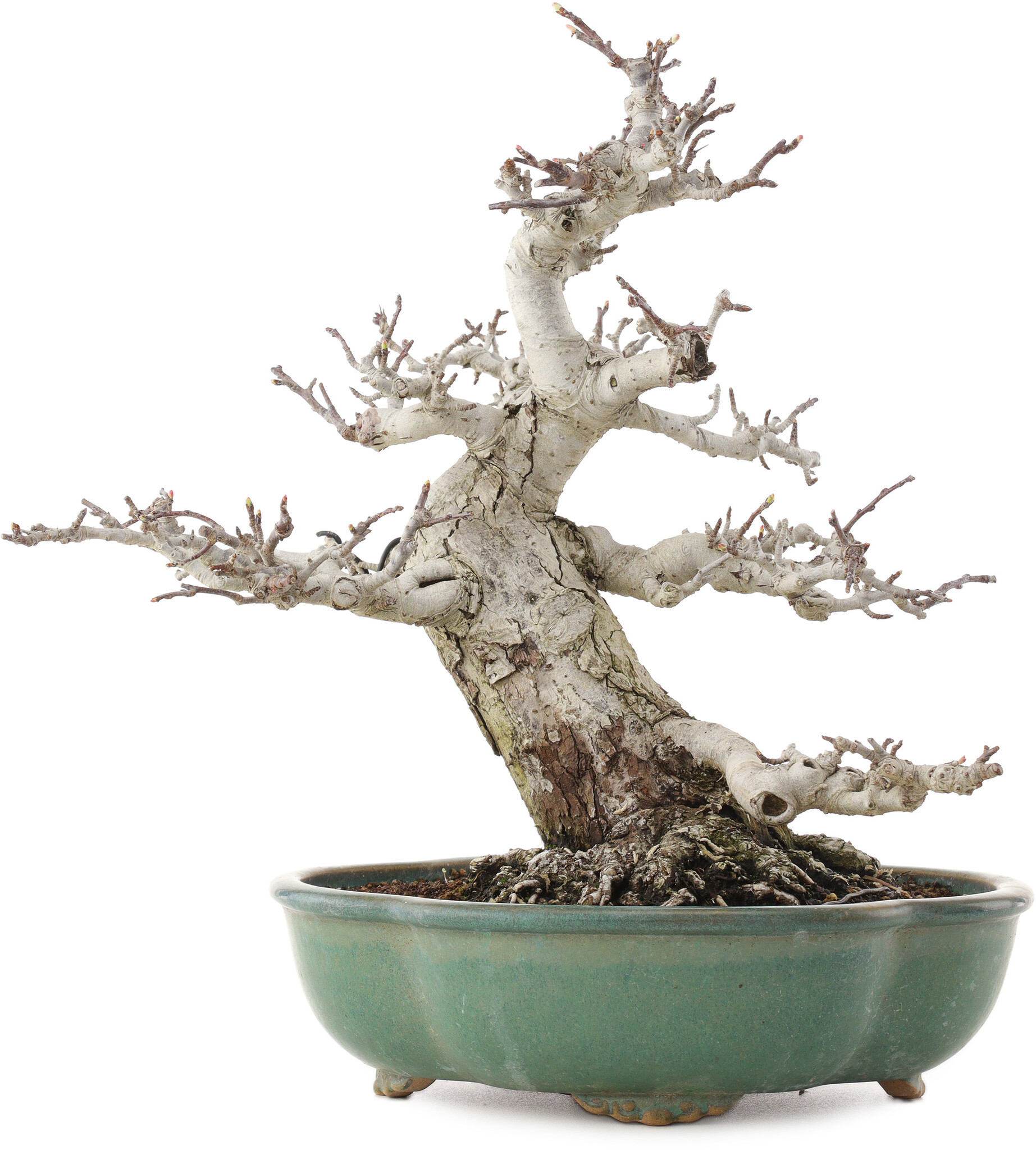 Malus, 30 cm, ± 30 years old - Bonsai Plaza
