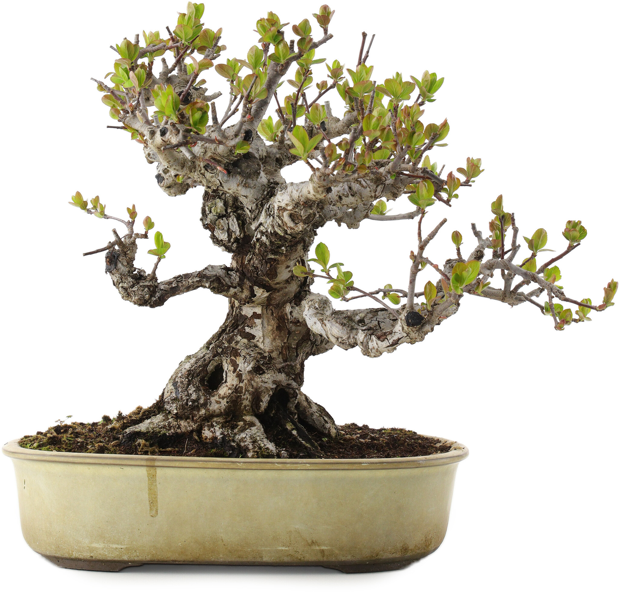 Malus, 28 cm, ± 30 years old - Bonsai Plaza